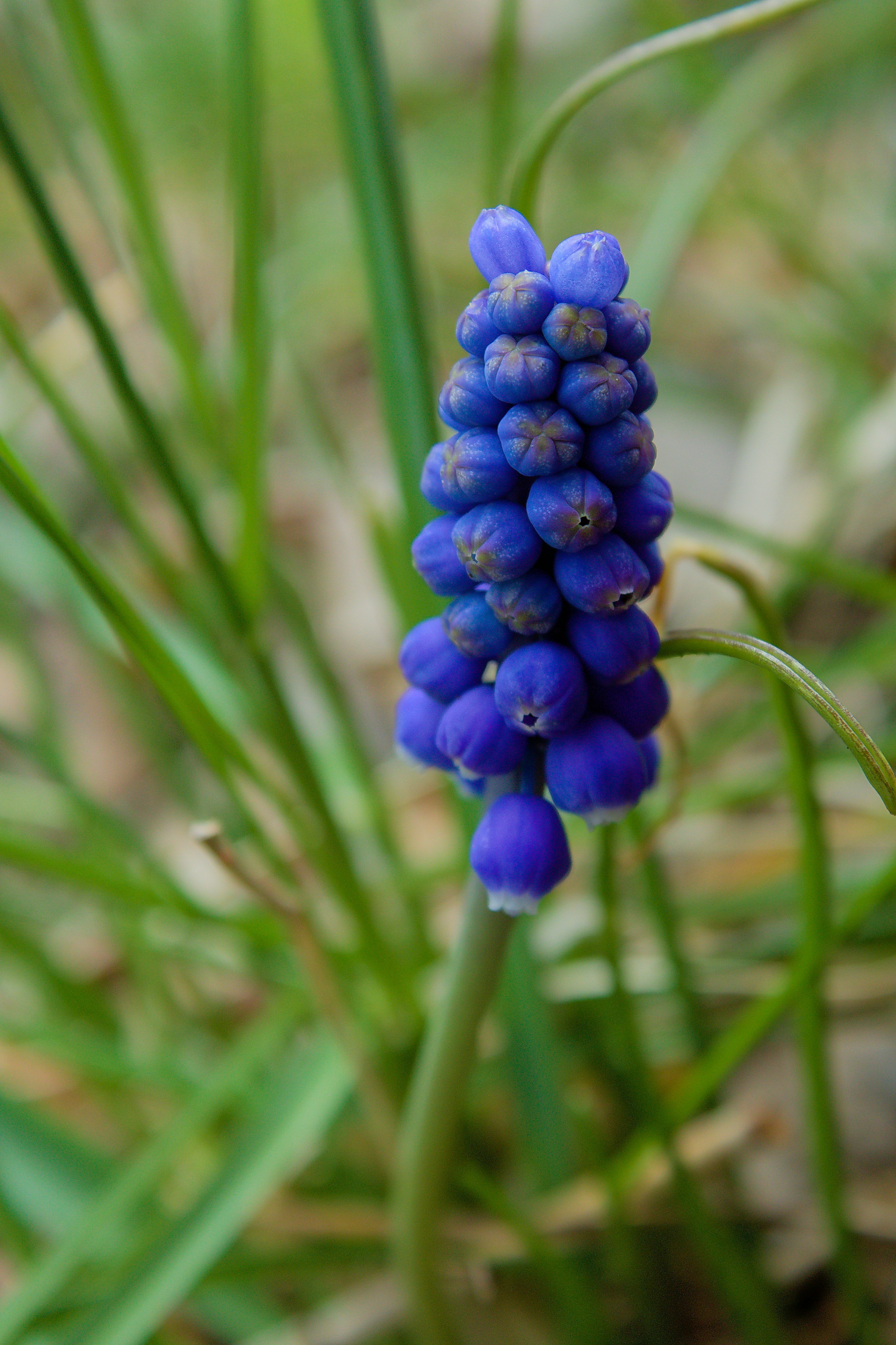 Azure Cone: A Blue Violet Bud Surrounded by Green Threads