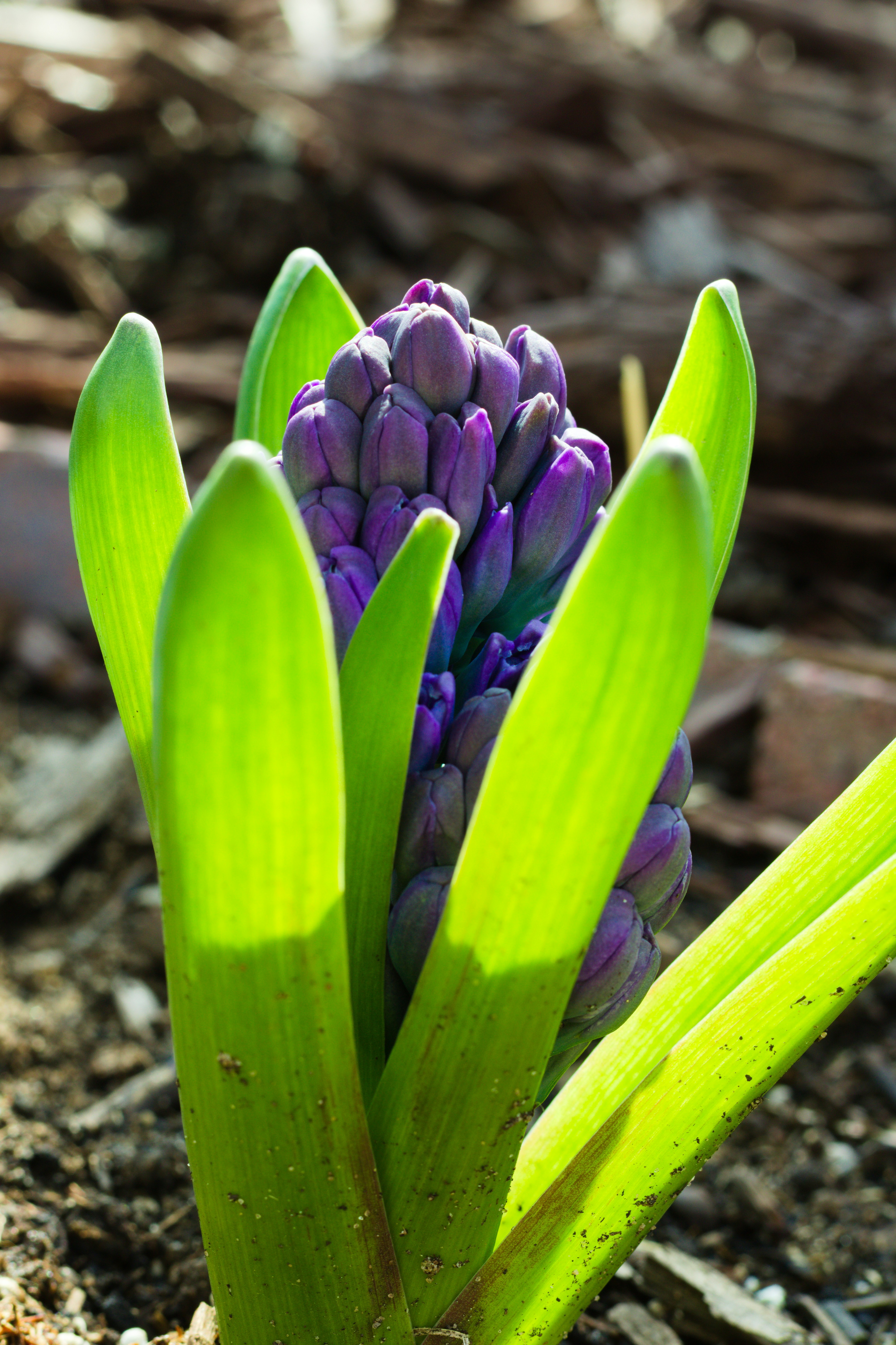 Emerging Violet Crown: A Hyacinth Bud Surrounded by Lime Green Leaves