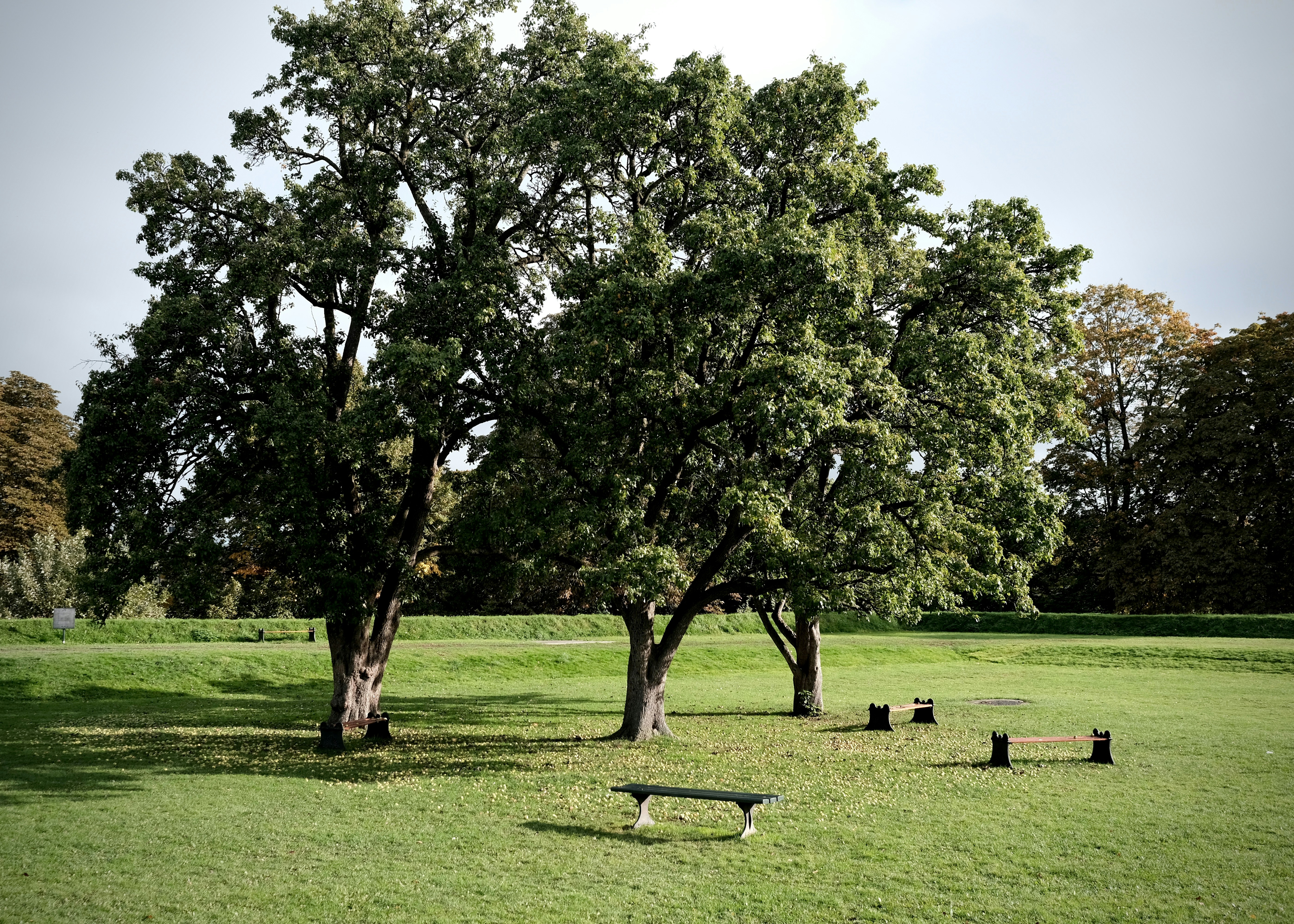 Sunlit Giants: A Quiet Picnic Beneath the Orchard of Oaks