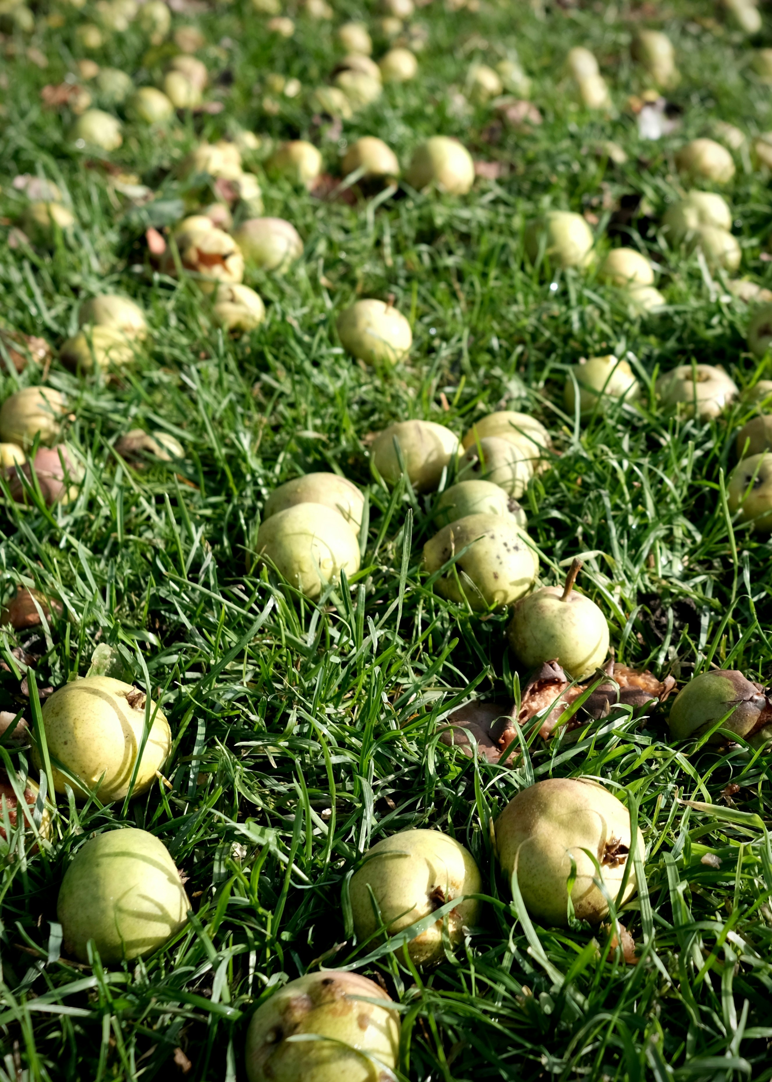 Apples Weigh the Grass: Fallen Orchard in Morning Light
