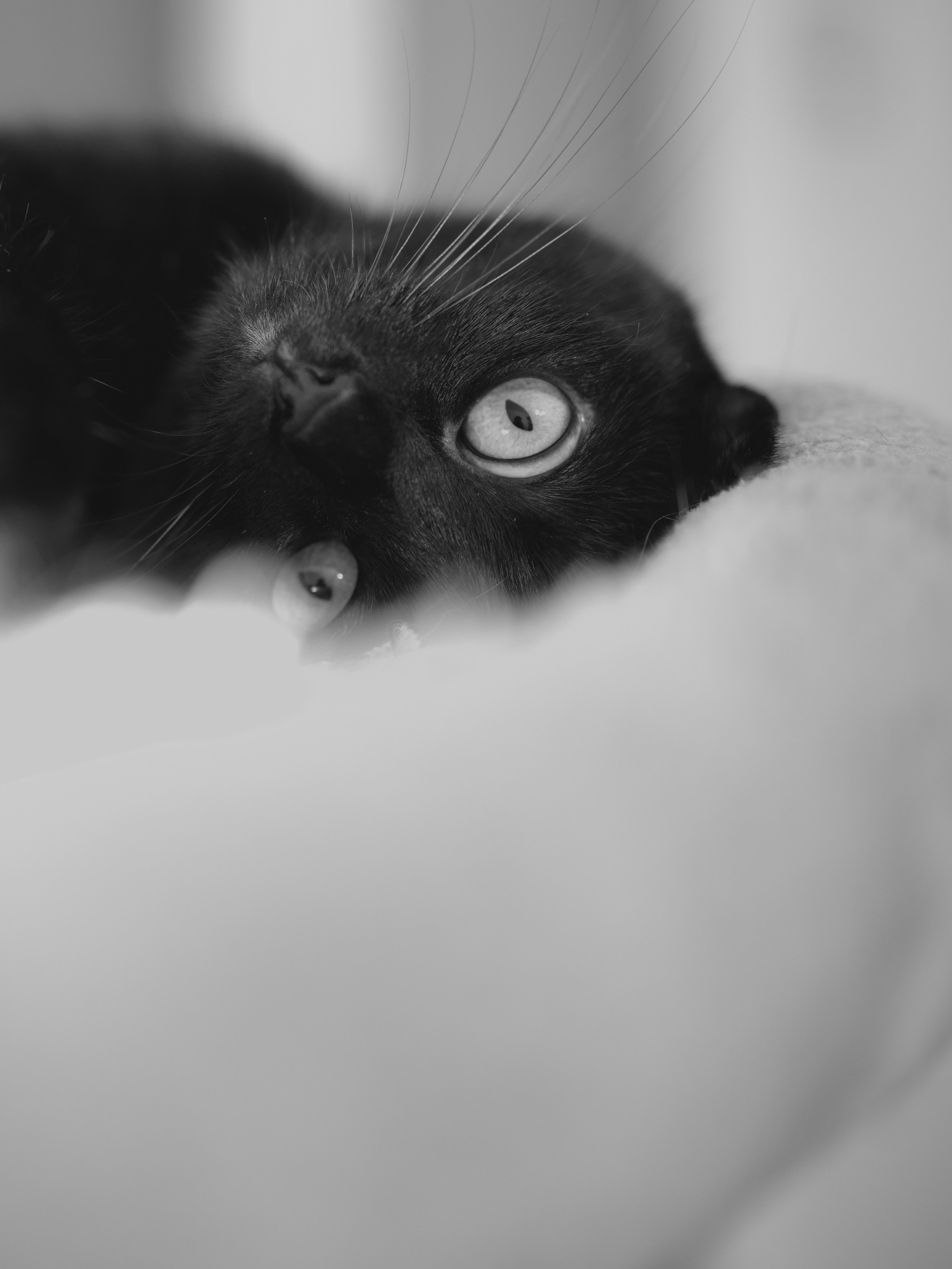 Lying in Soft Shadow: An Astonished Cat’s Wide Eye Gaze