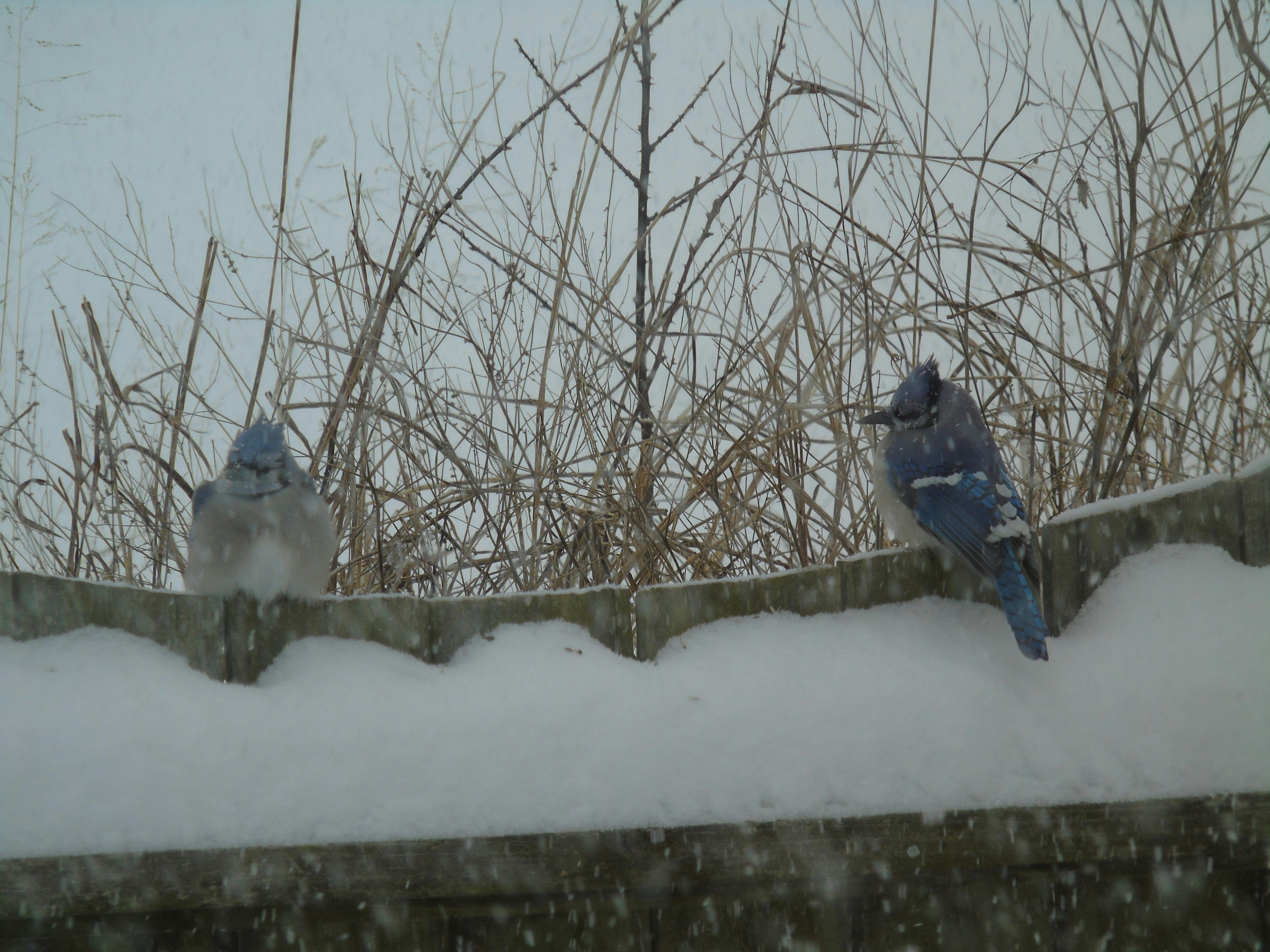 Blue birds perched on a snowy window ledge