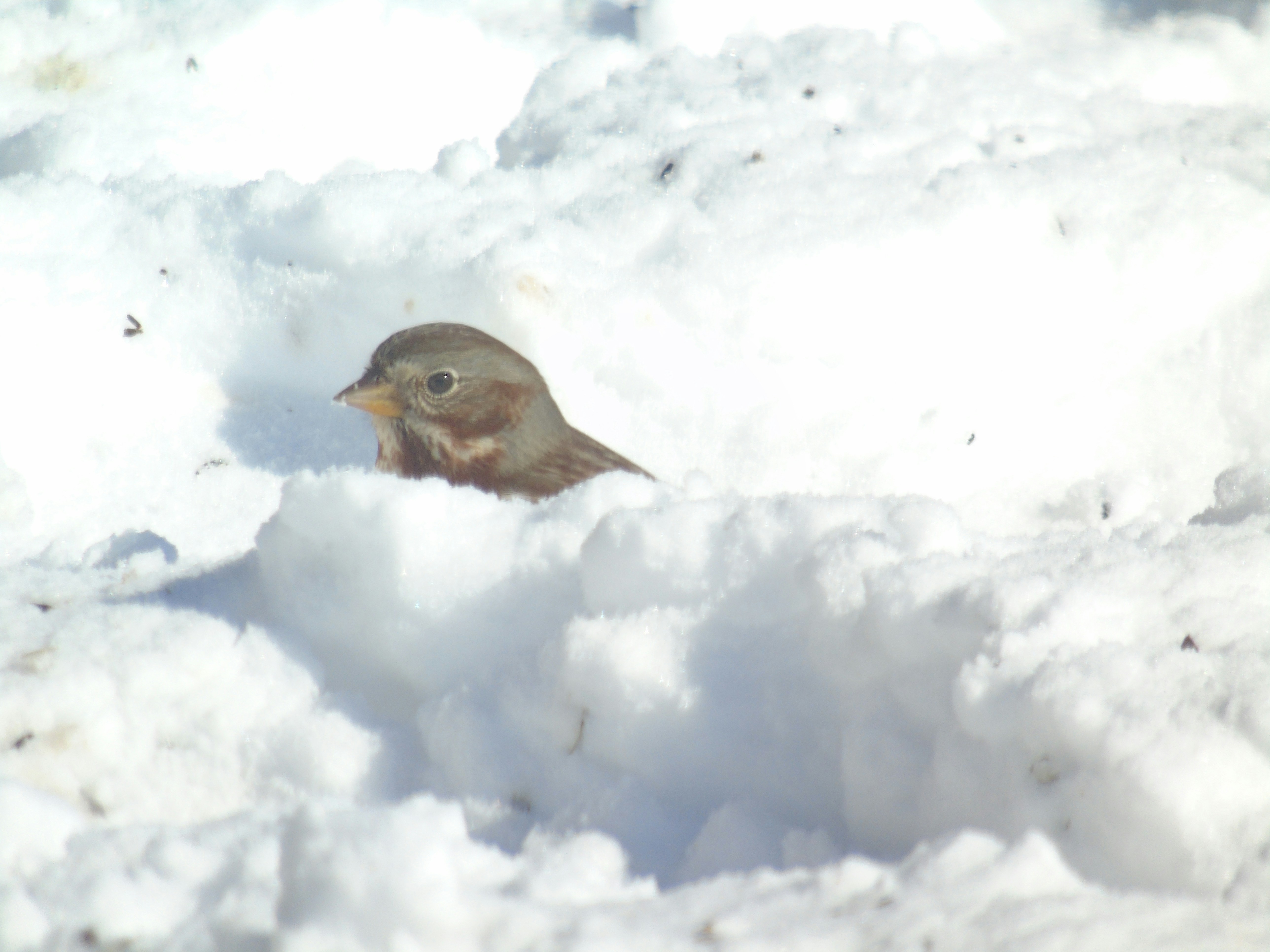 Snowbound Songbird: A Little Brown Warbler Peering Through White Cushions