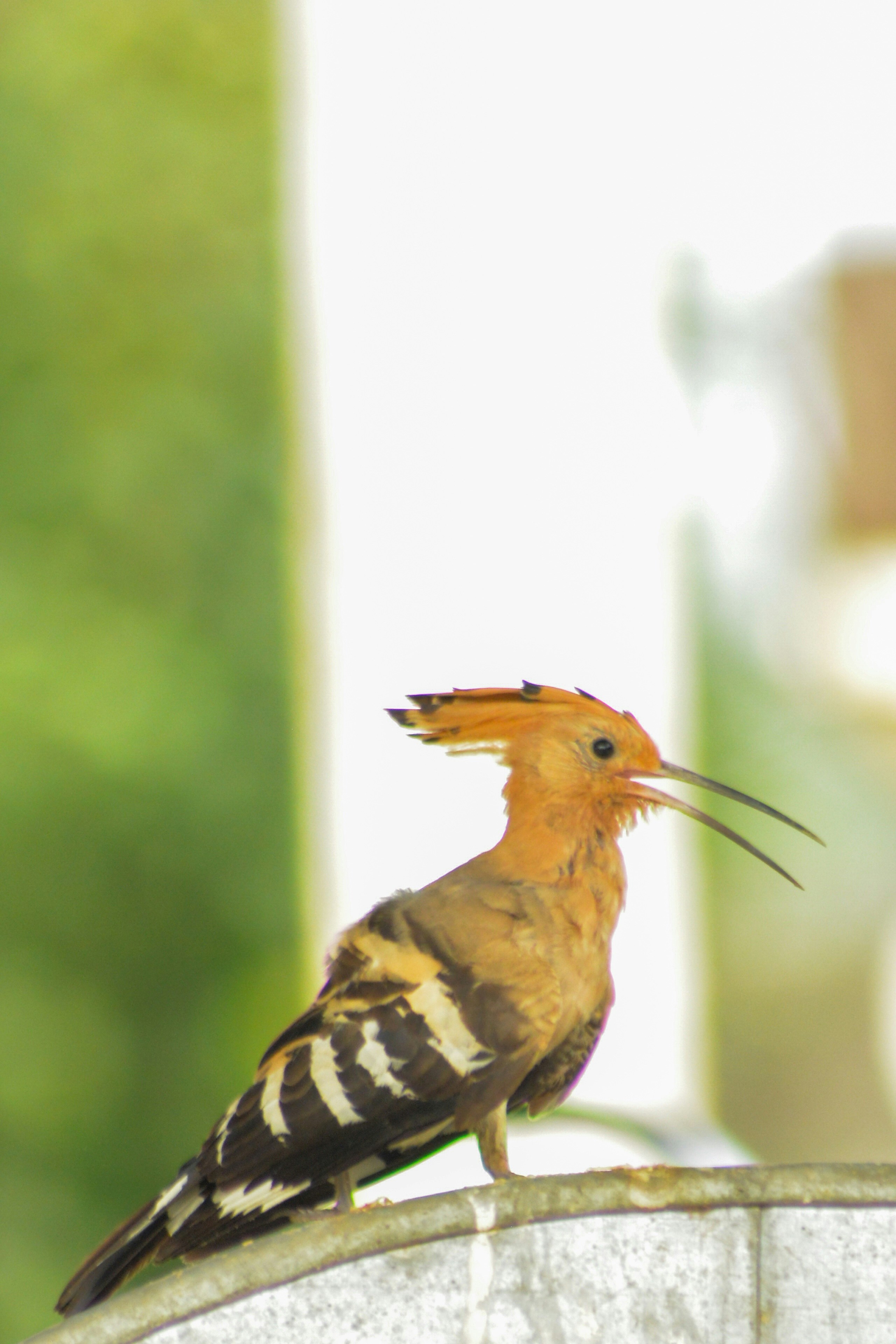 Crested Bird on a Concrete Edge