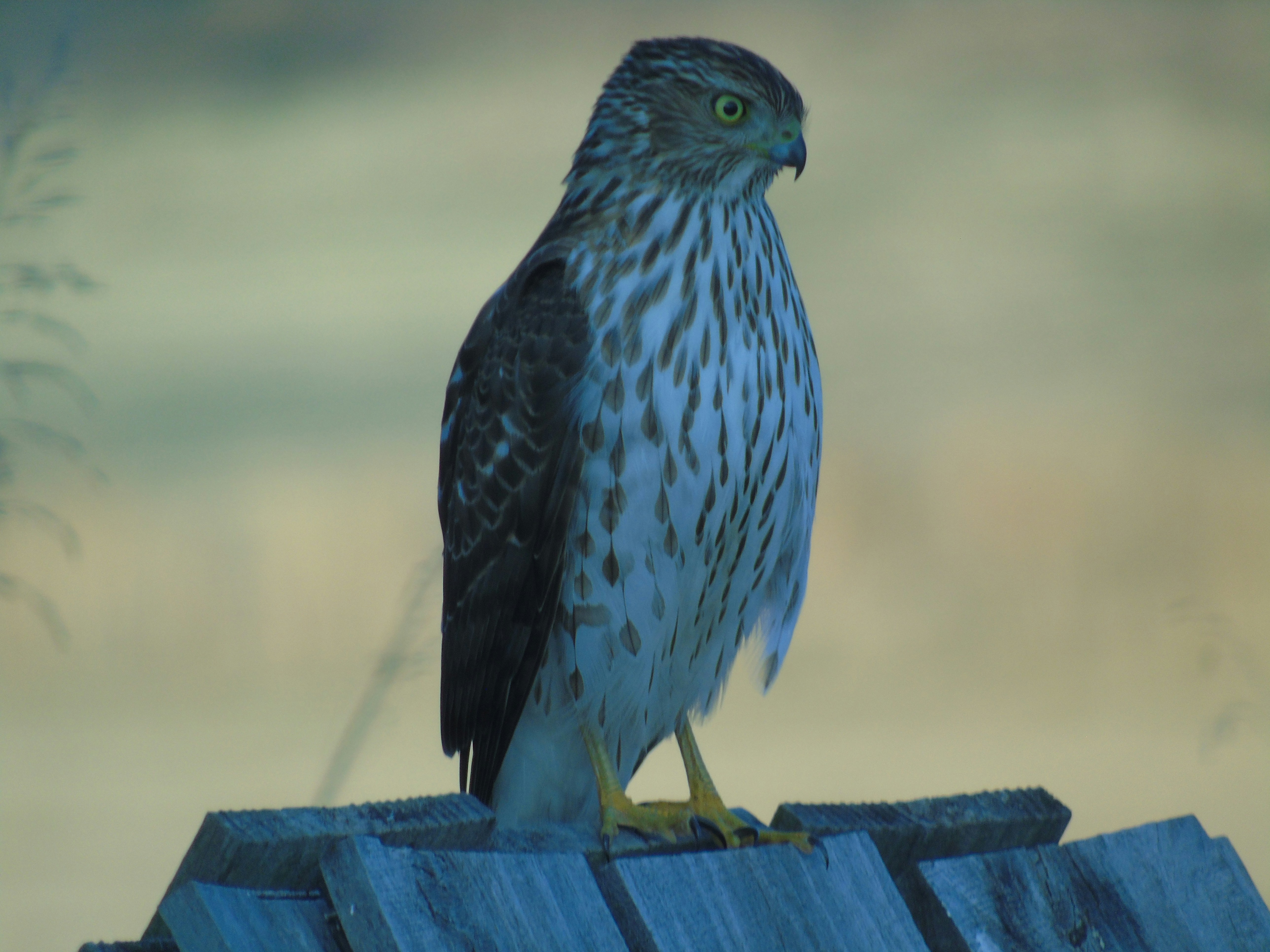 Azure-eyed Predator: Red-shouldered Hawk Perched on Weathered Rail
