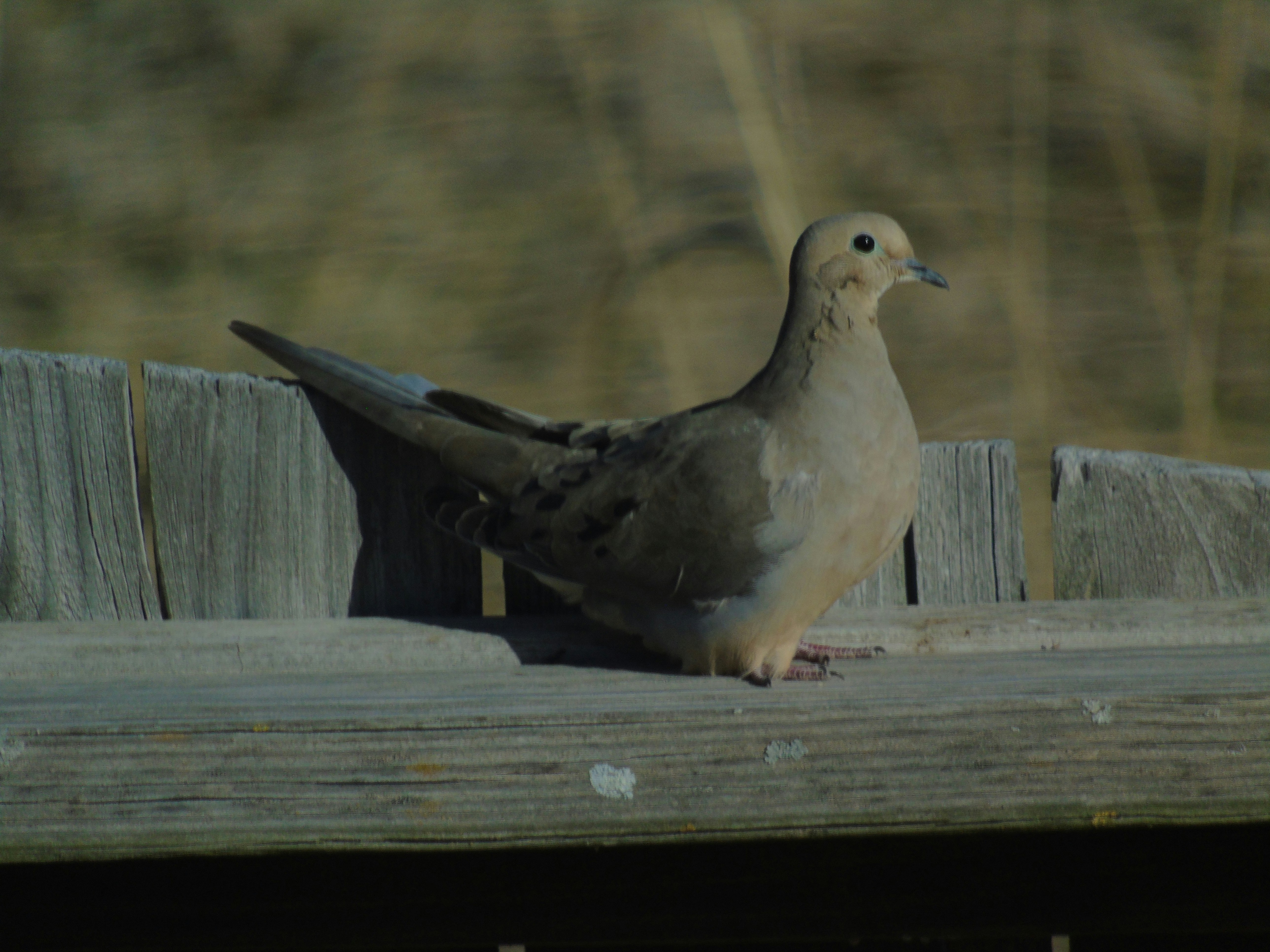 Pigeon at the Wooden Dusk: A Quiet Perch by the Boardwalk