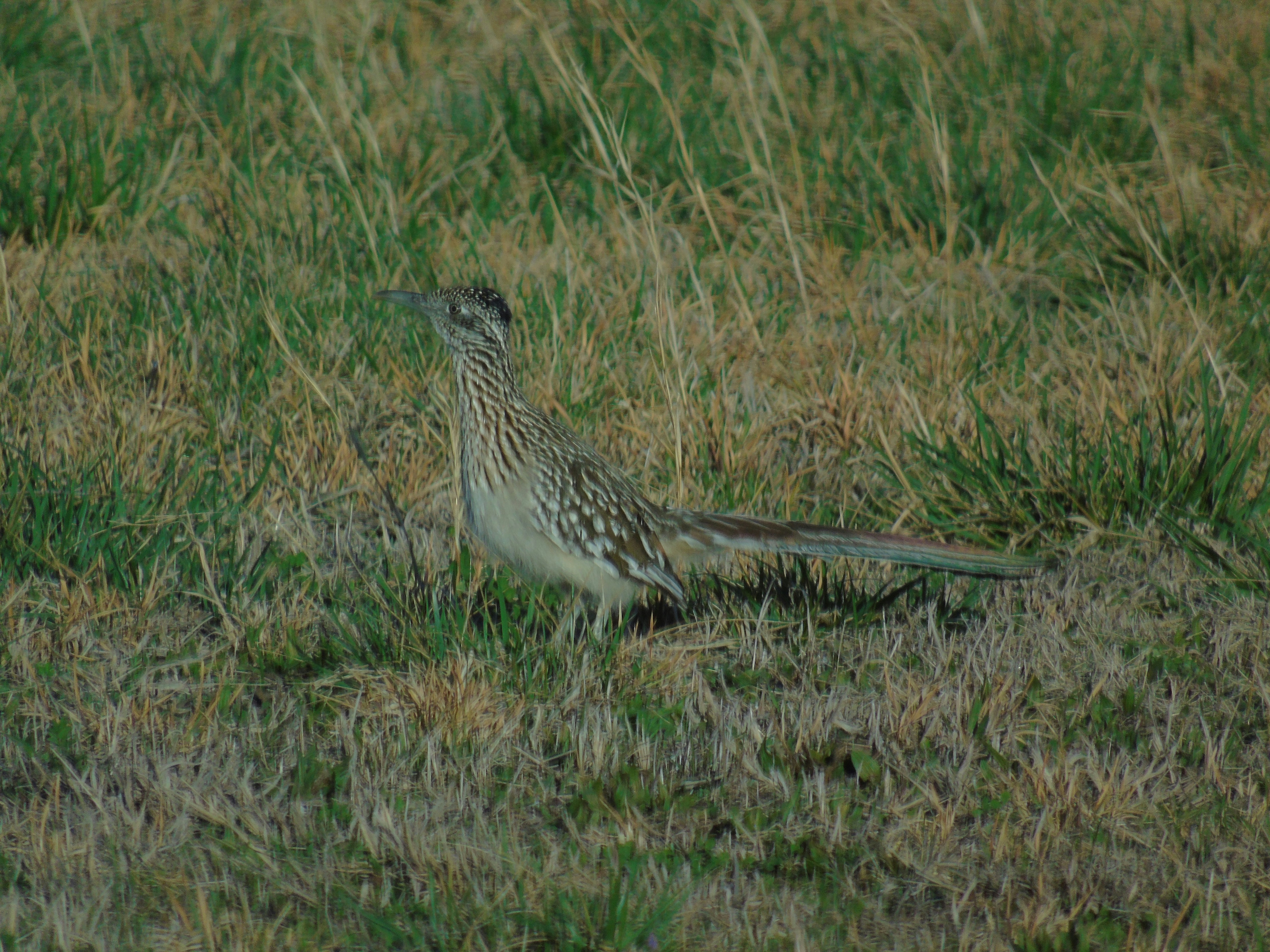 Low-Profile Meadow Watch: A Sandpiper on Grass