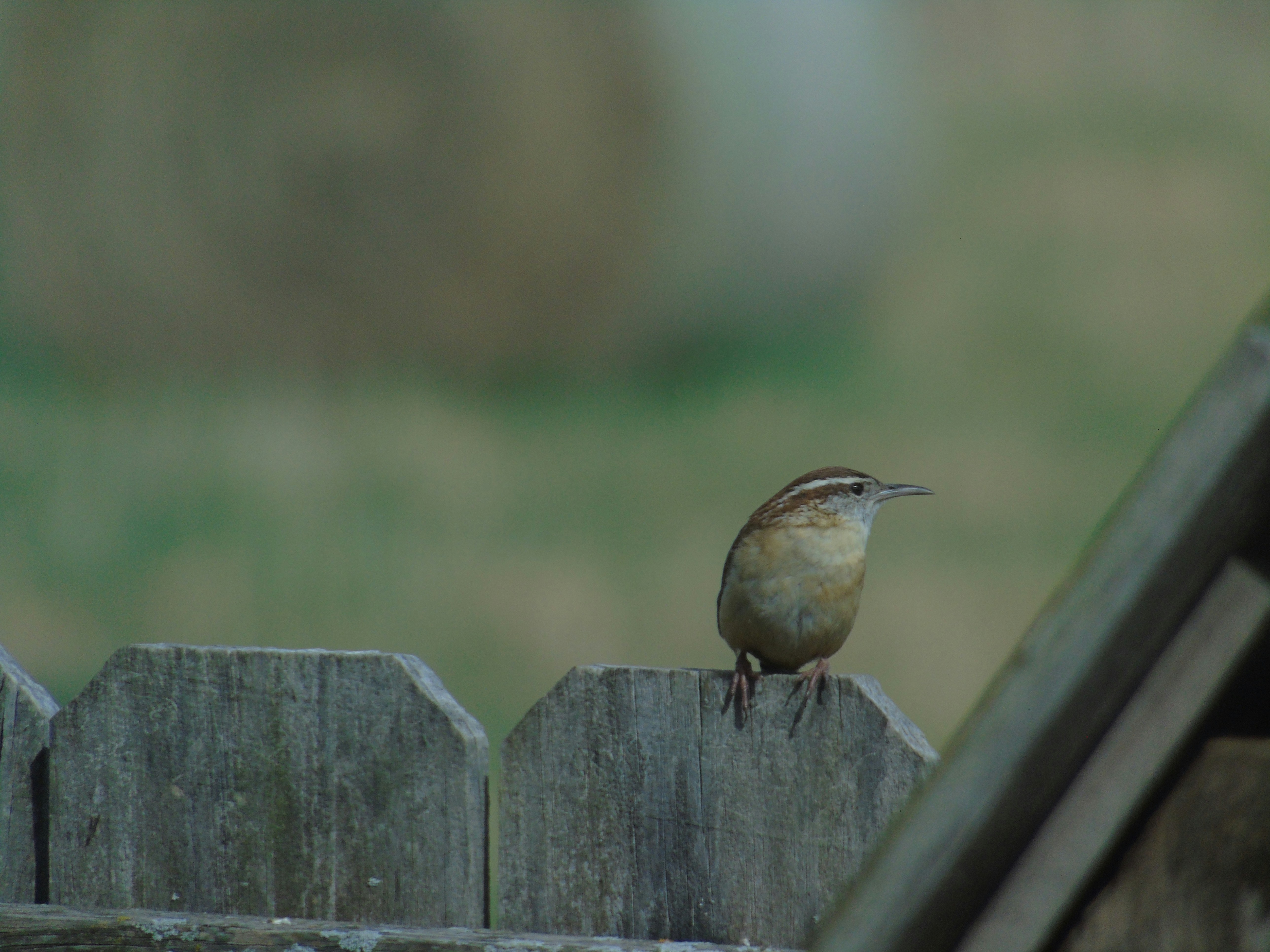 Borderline Balance: A Small Songbird Perched on Weathered Timber