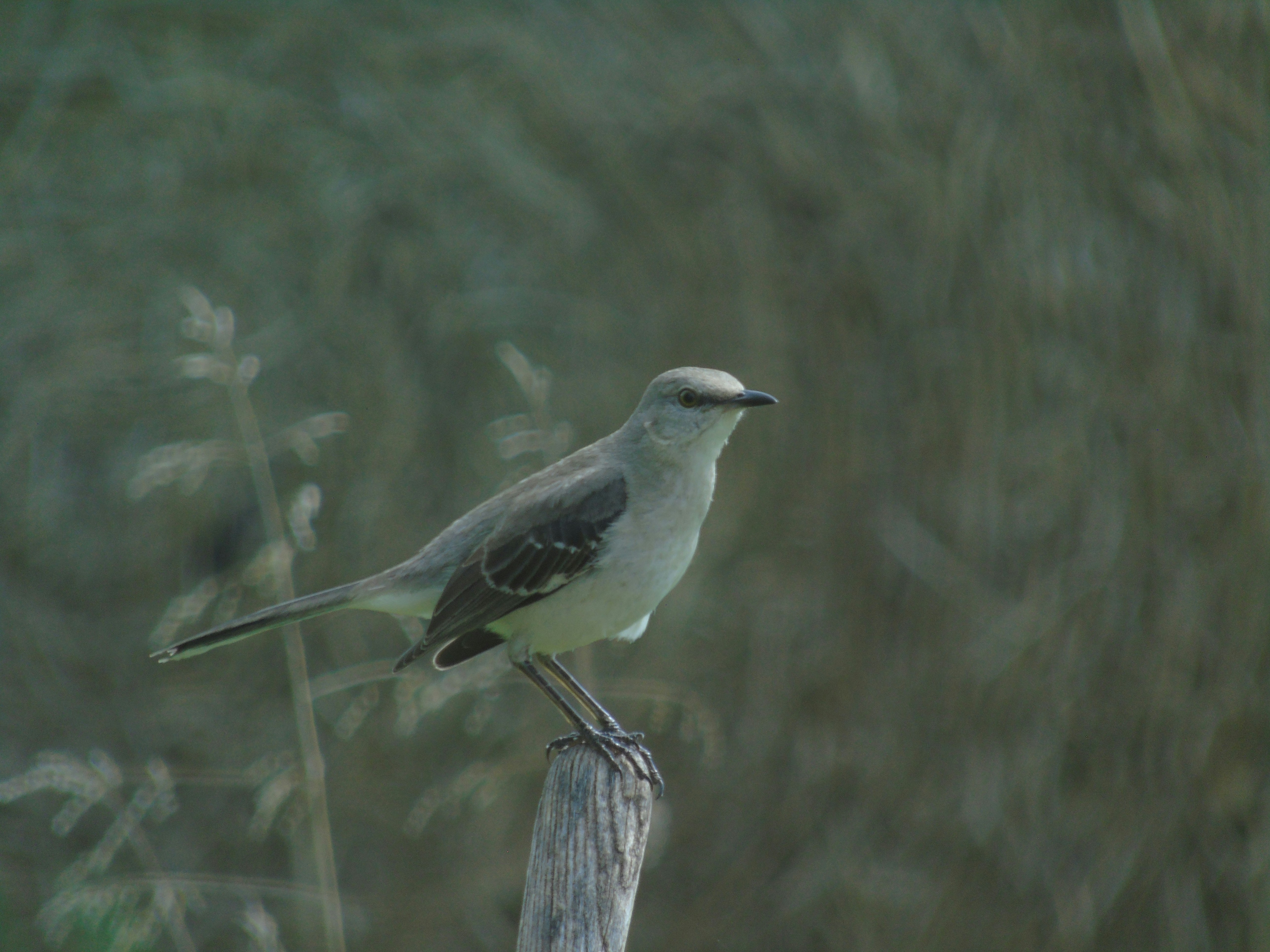 Silent Perch: A Common Bush Chat Seated on a Weathered Post