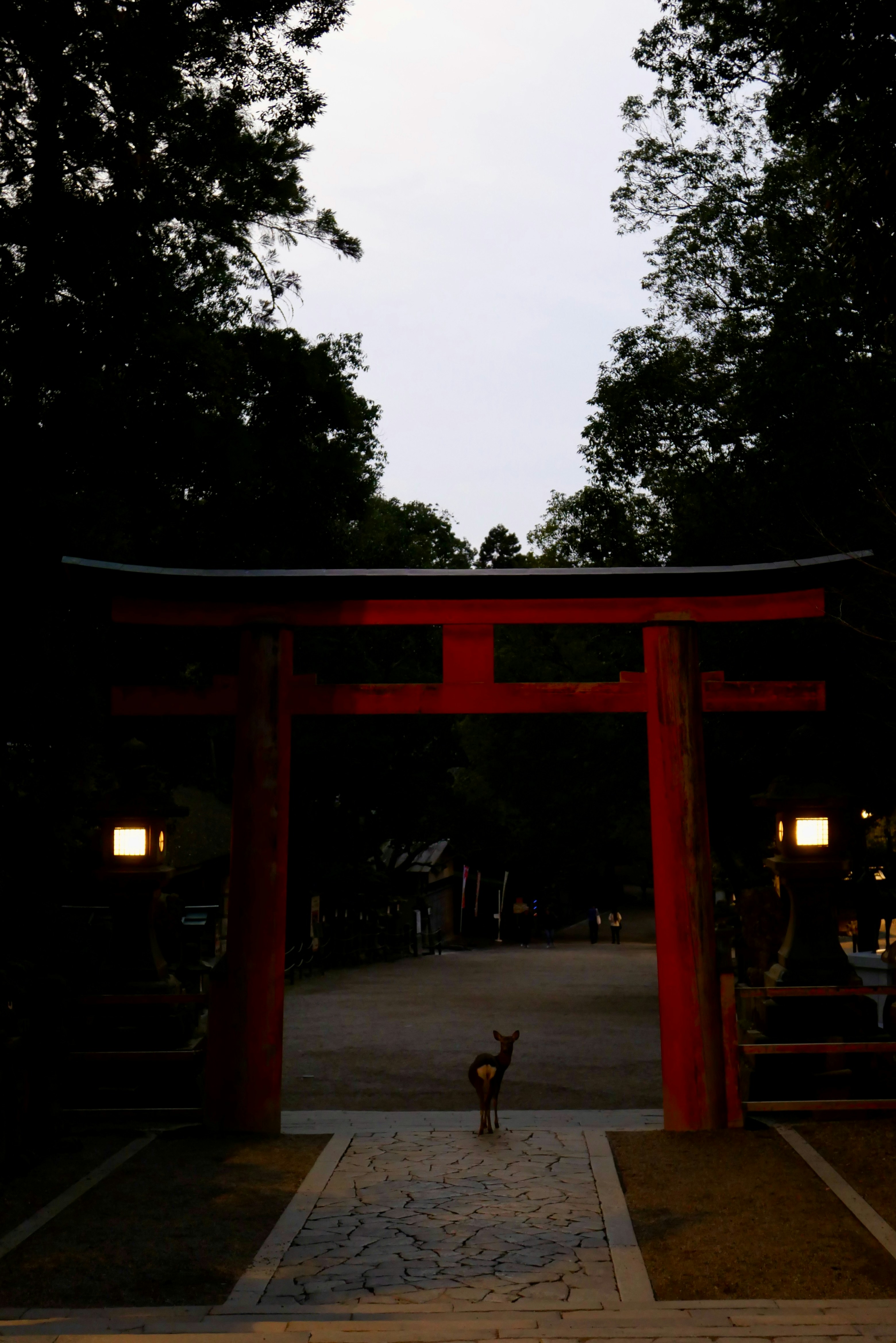 Crossing Gate: A lone deer beneath a red torii at dusk