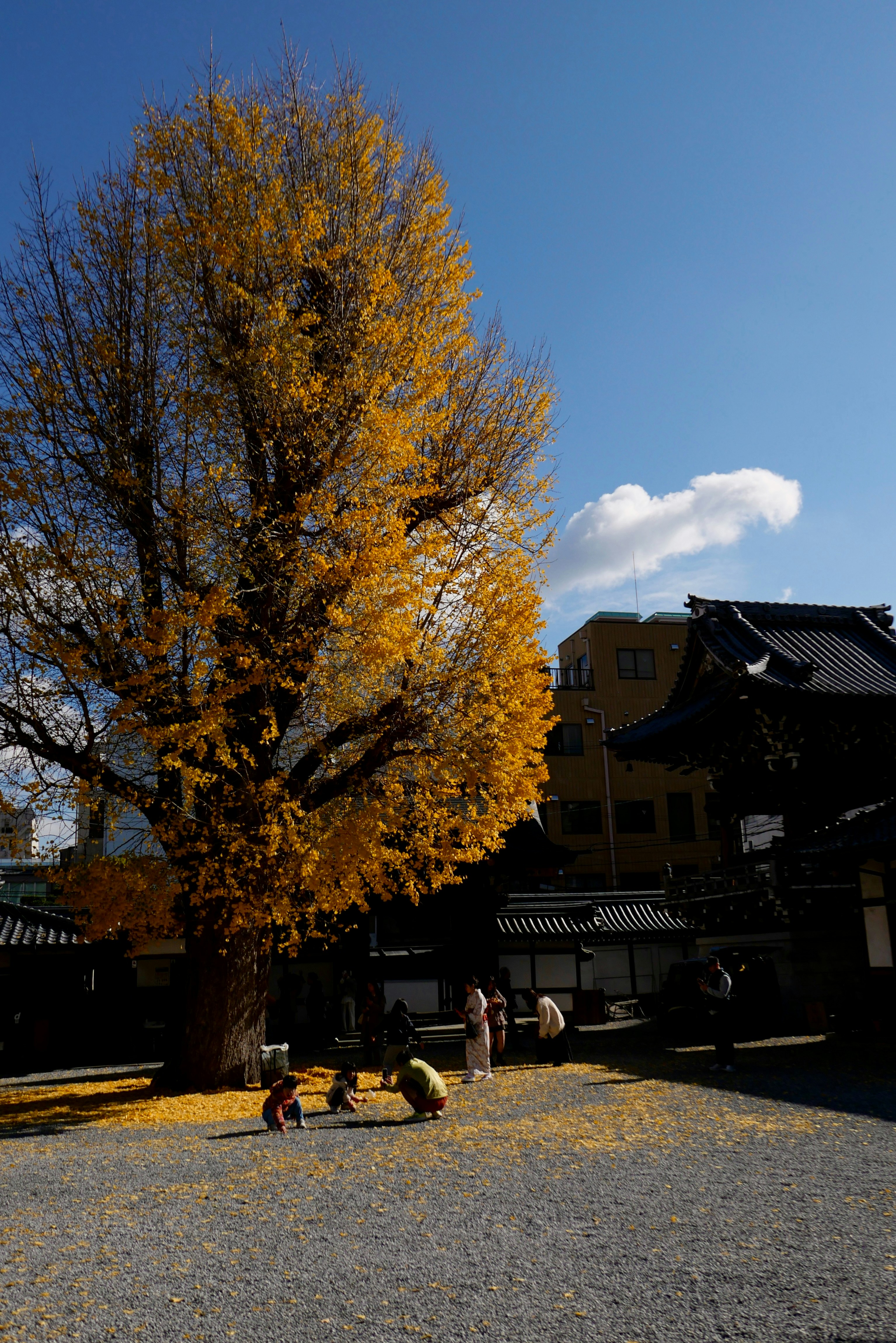 Golden Canopy Over a Quiet Courtyard