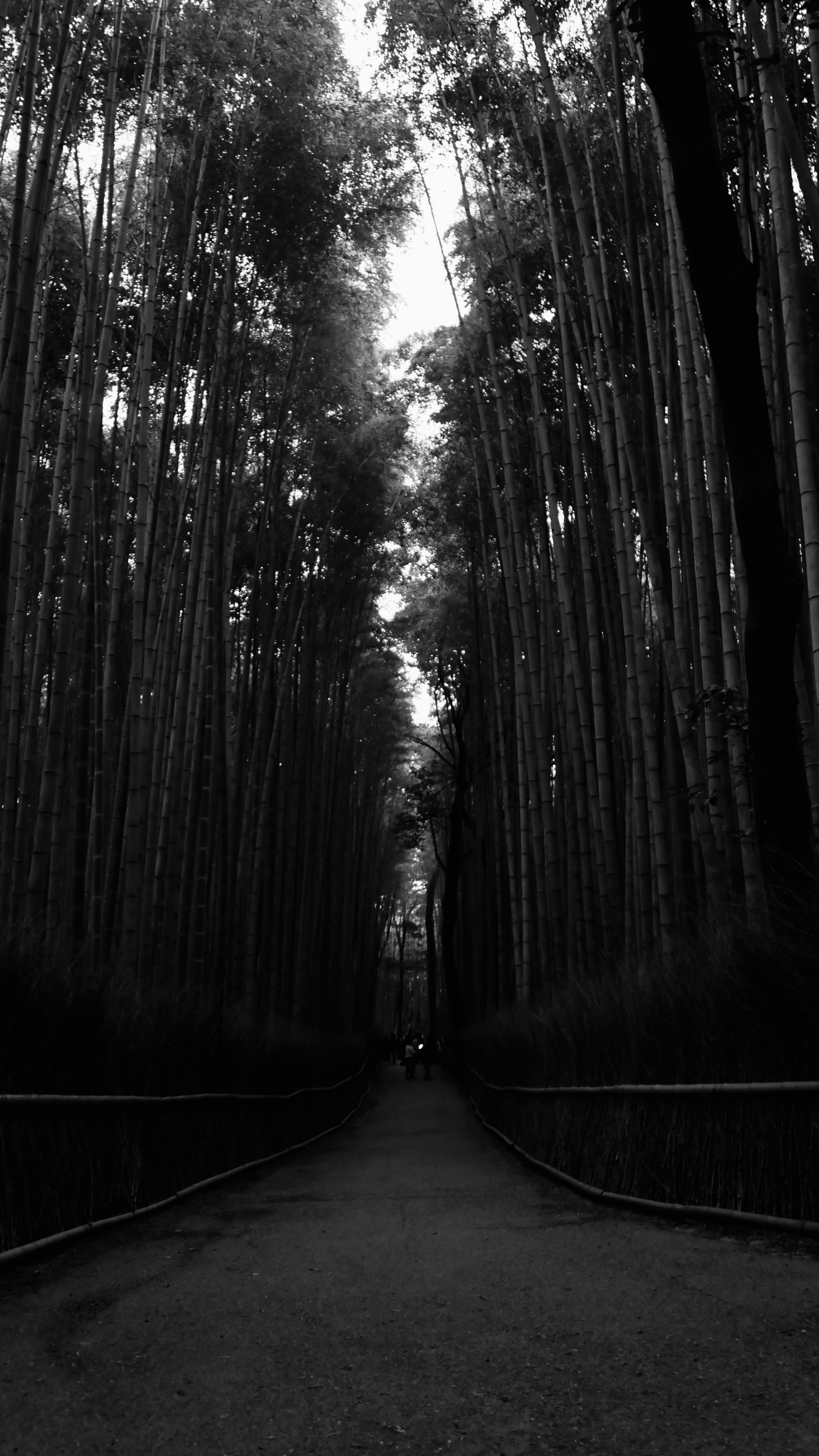 Whispering Corridor: A Bamboo Avenue to the Light