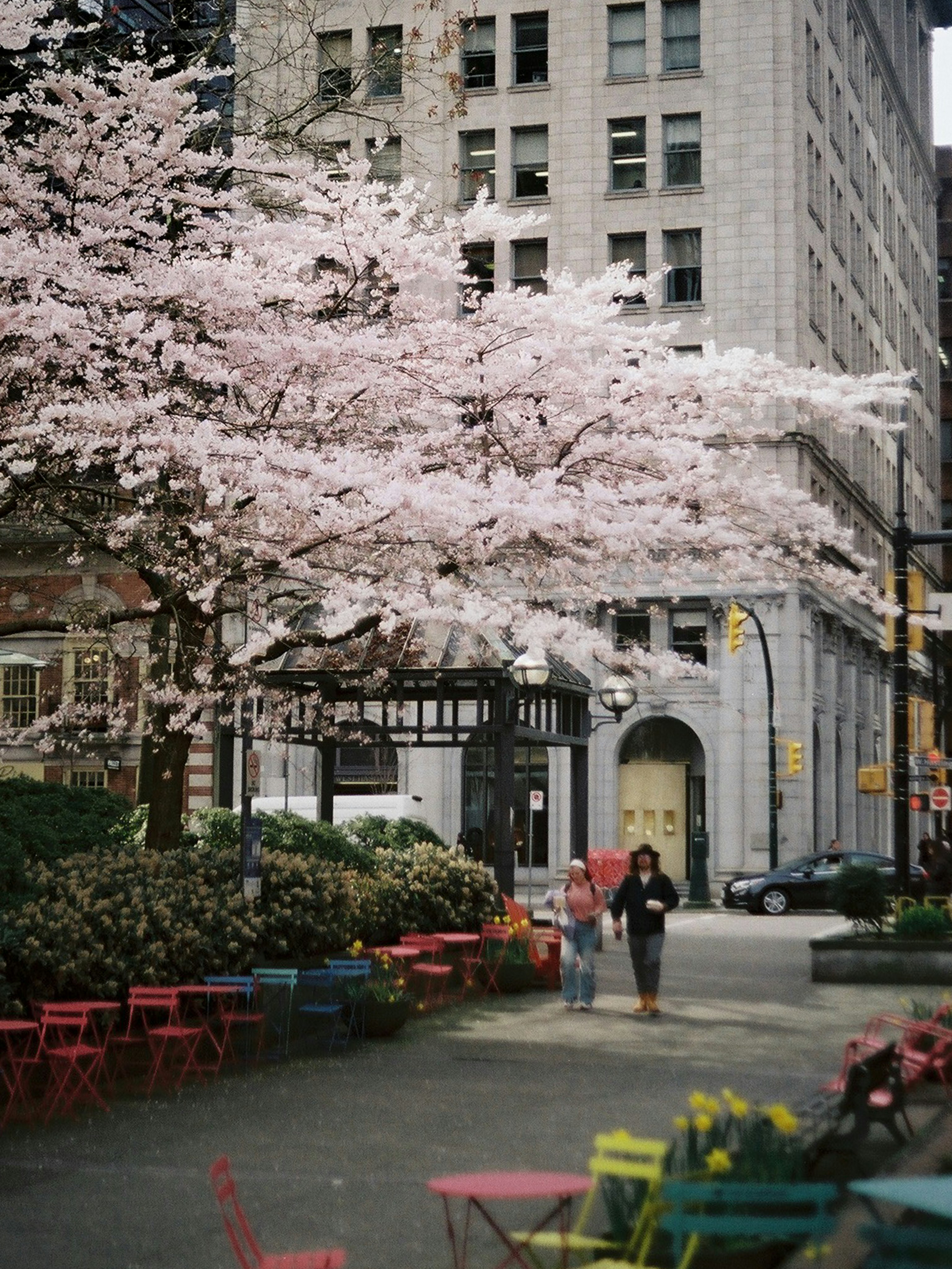 Cherry Blossom Courtyard Amid Urban Stairs
