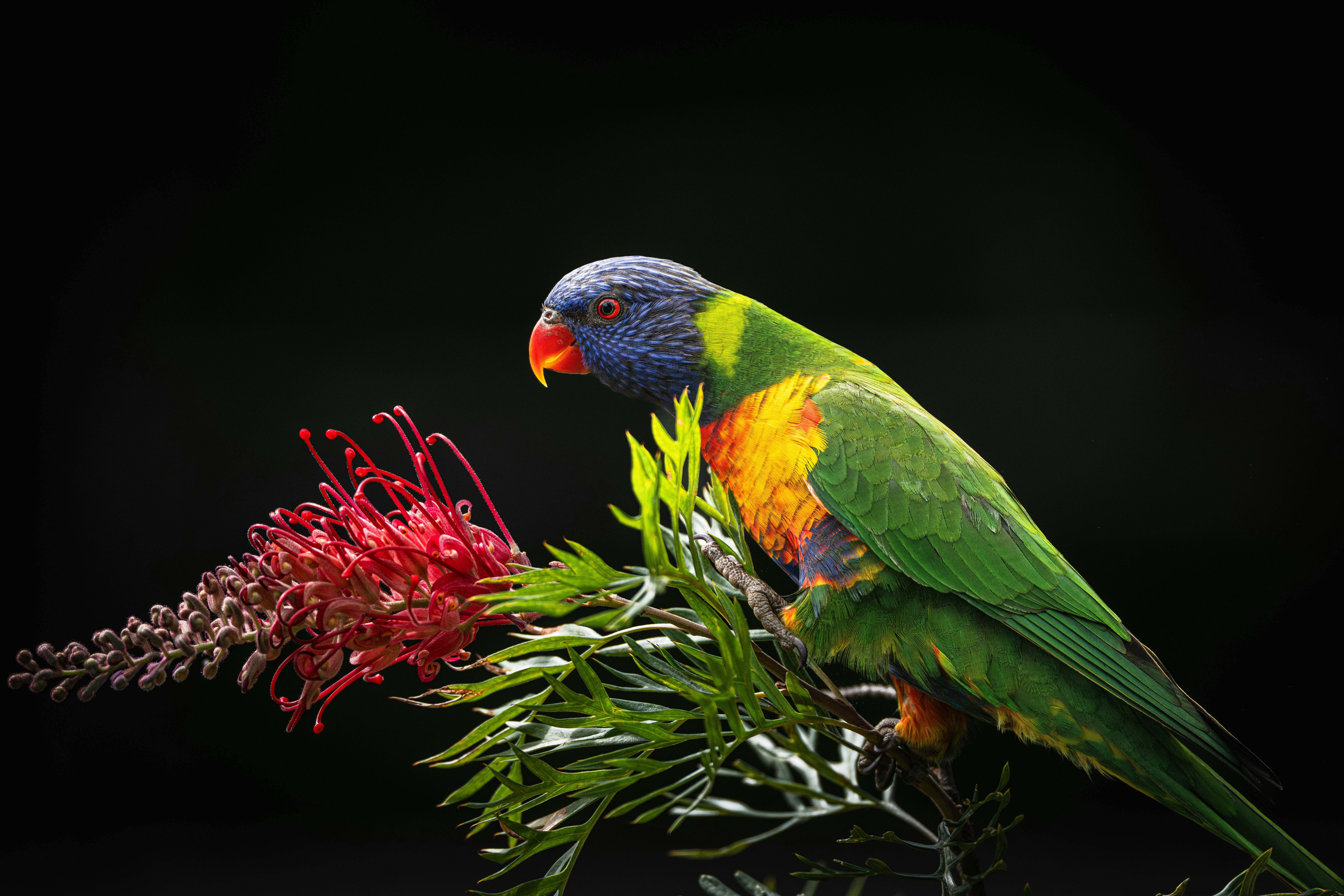 Vivid Green Parrot Perched Amid Red Inflorescence