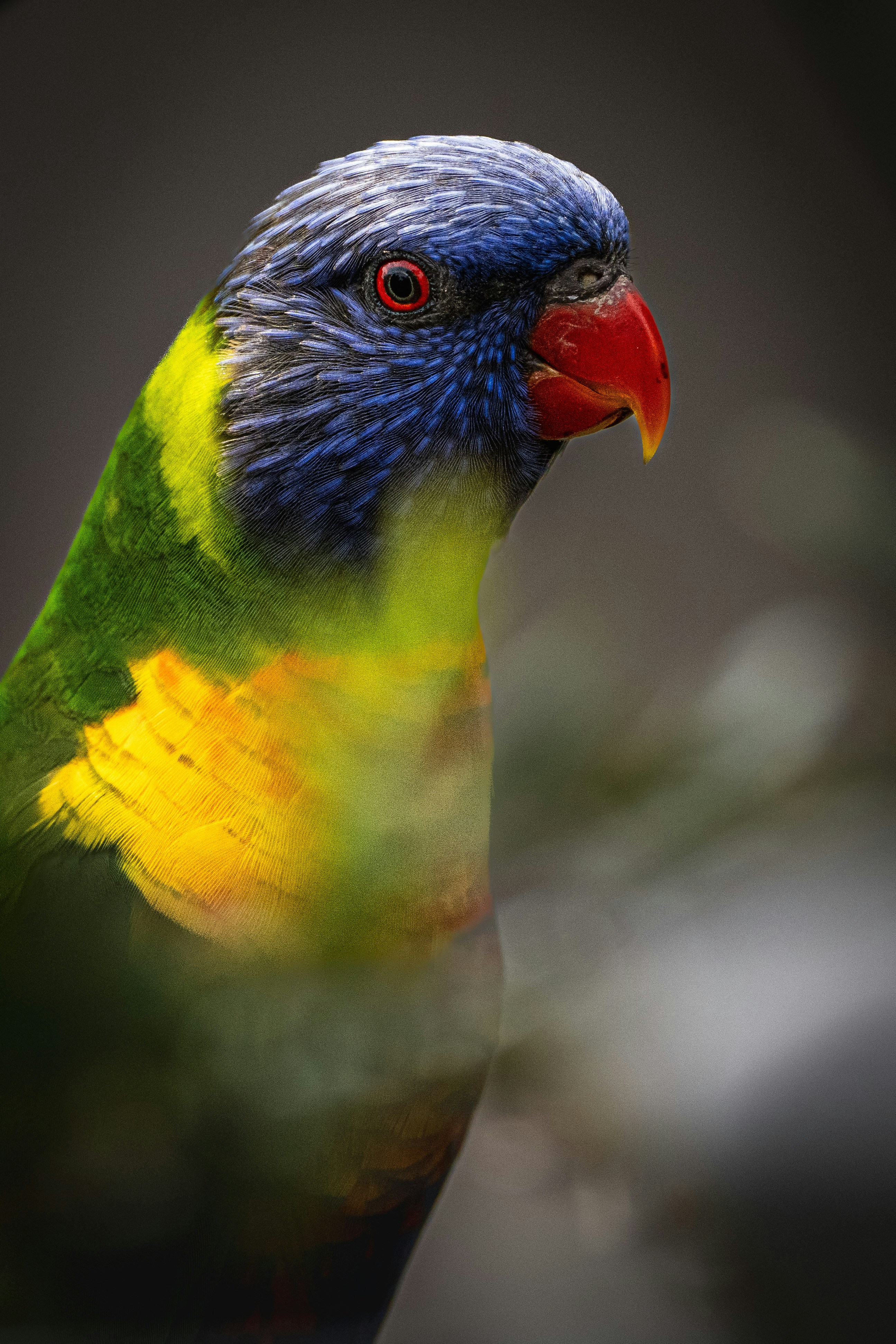 Vivid Bee-Eater in Soft Focus: A Close-Up of Color and Gaze