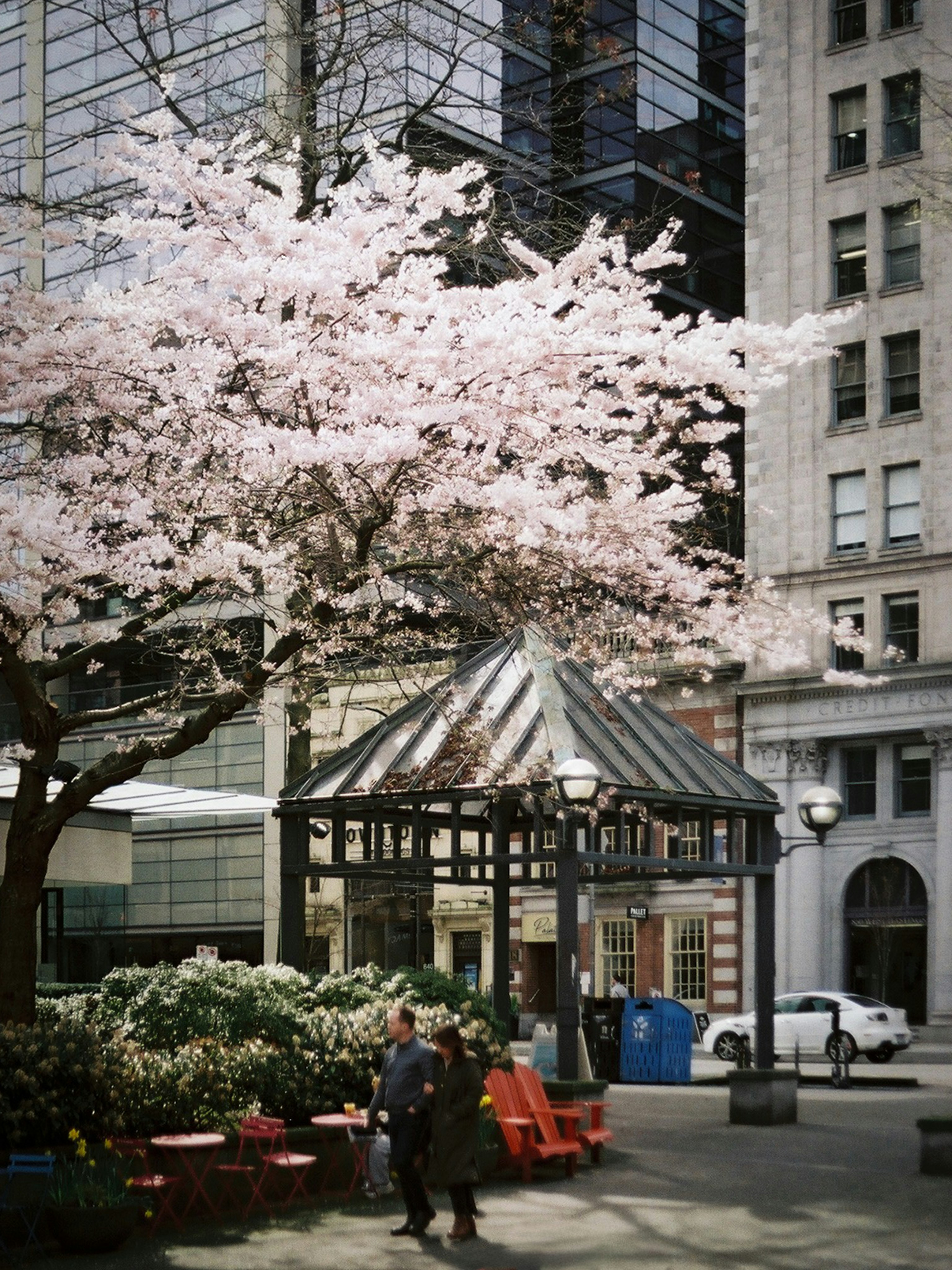  blossom café in the urban sun