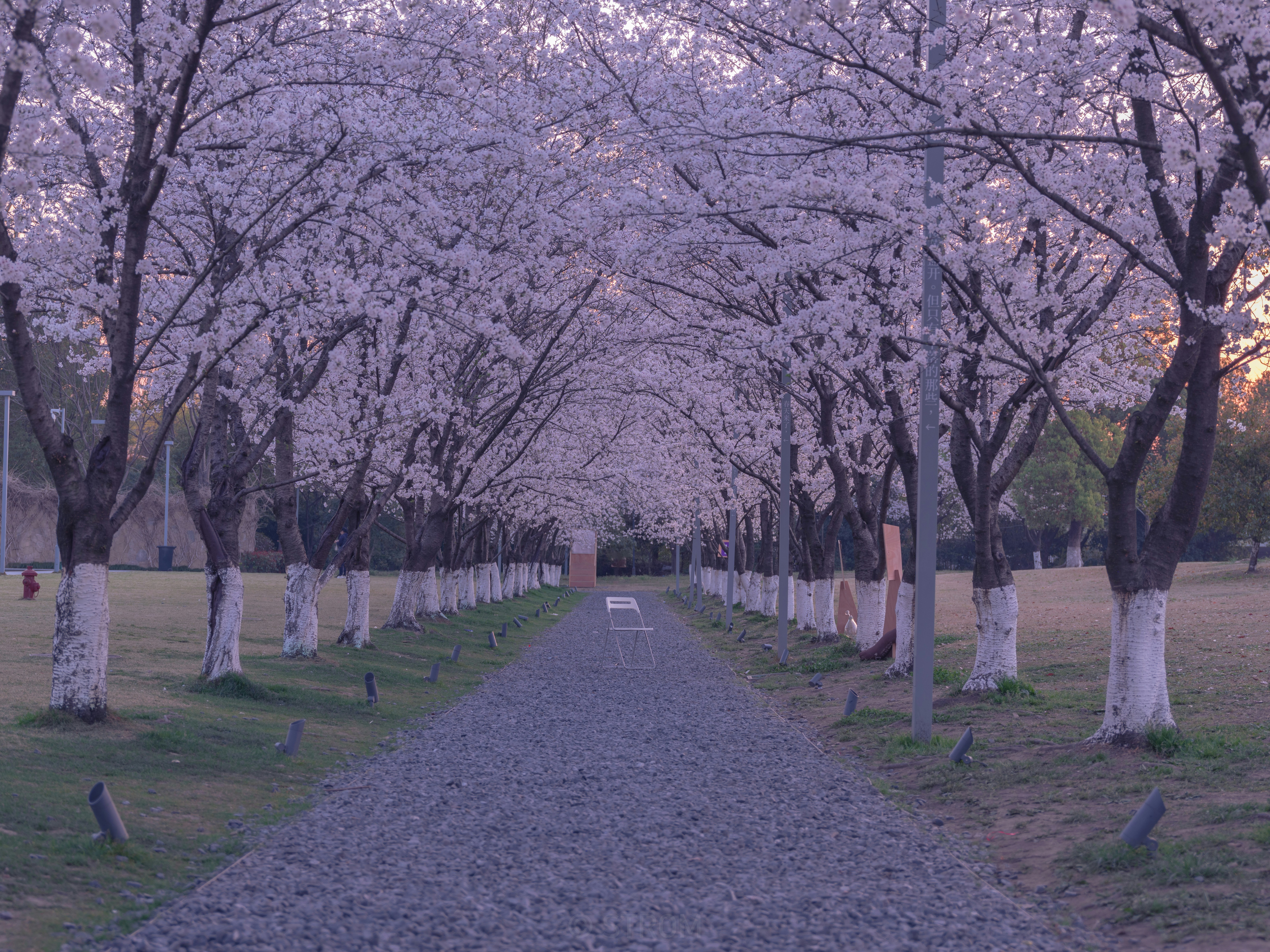 Cherry-Tree Aisle: Pathway Framed by Blossoms