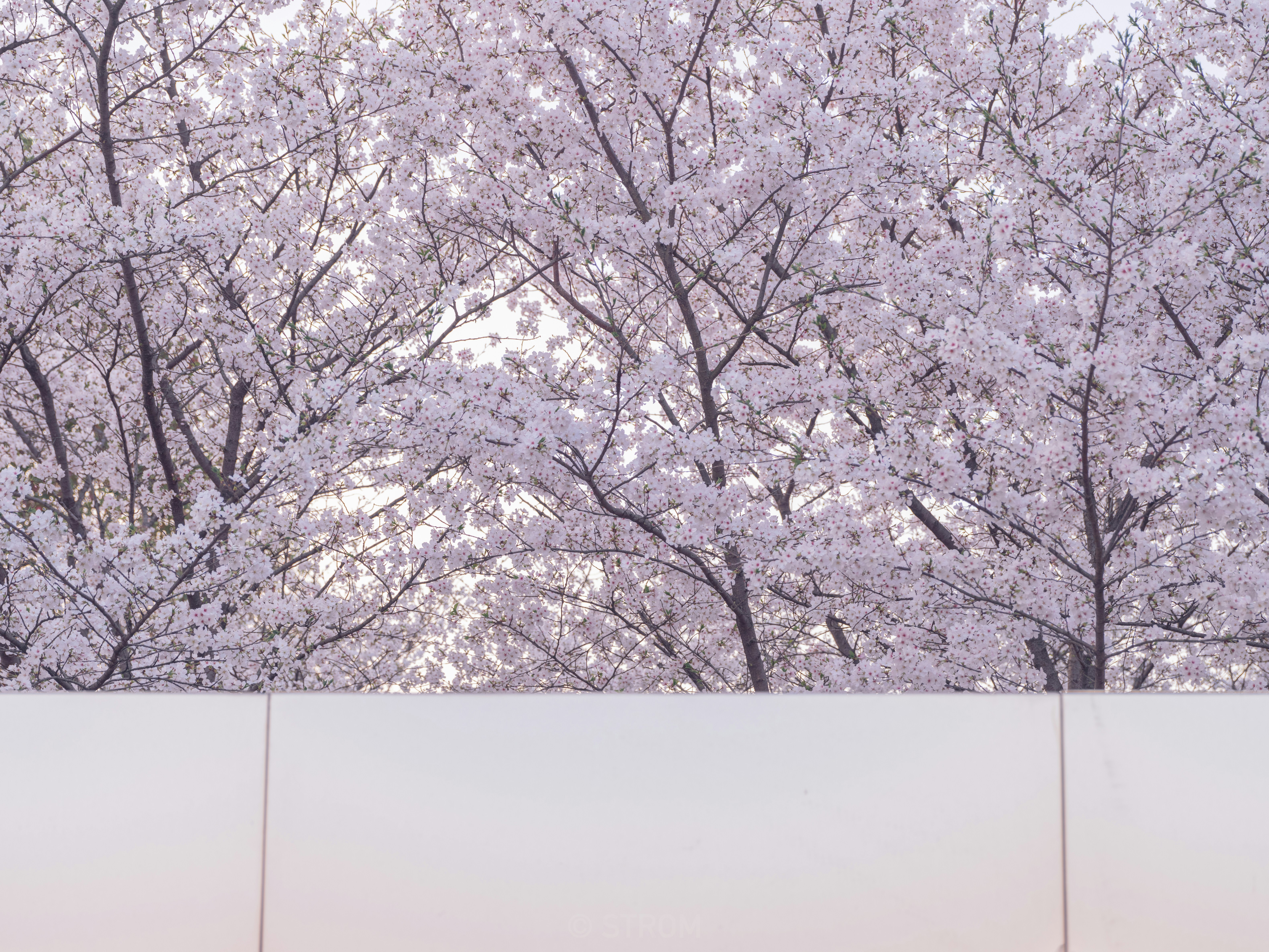 Twilight Blossoms Above a Quiet Terrace