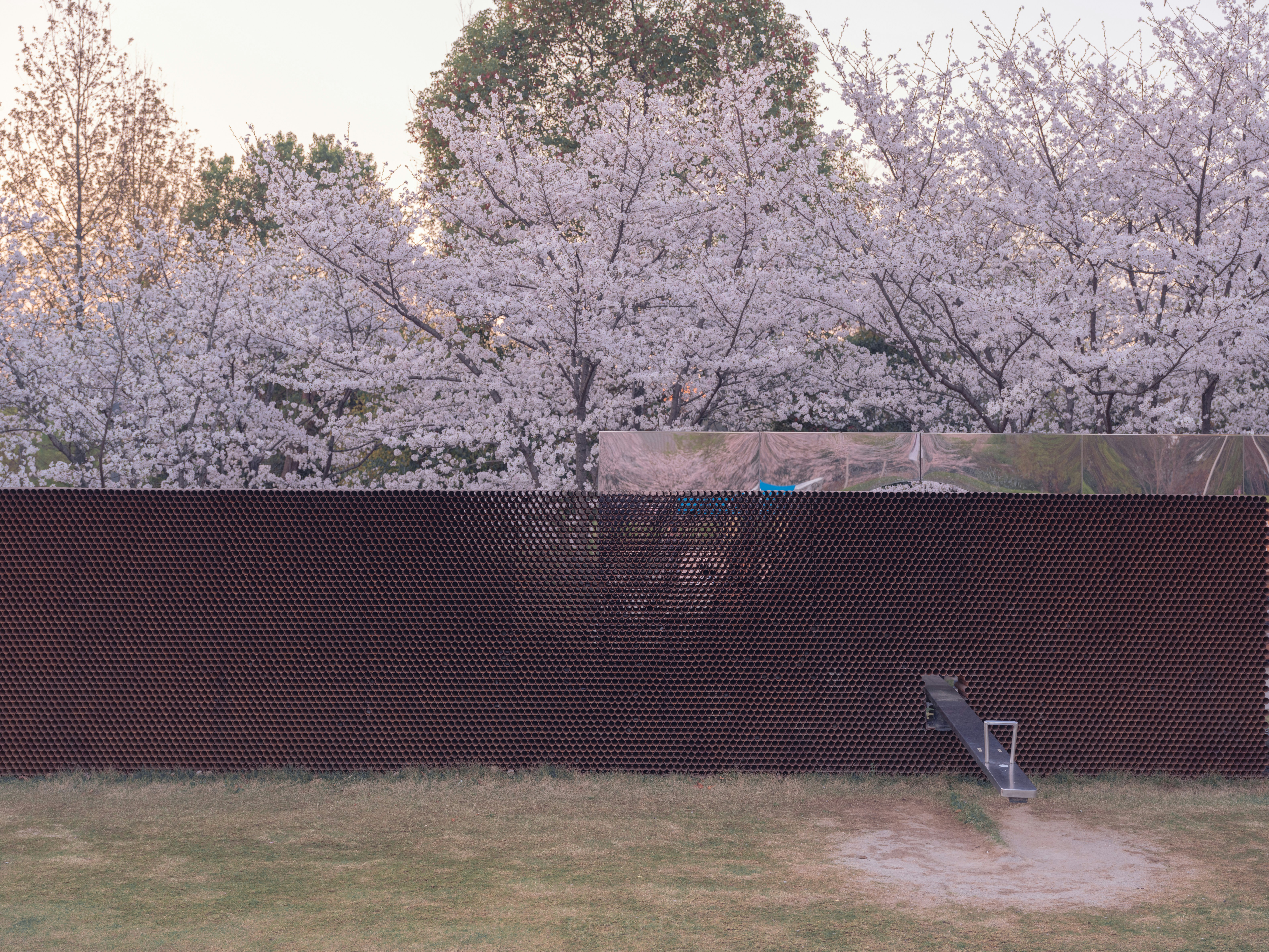 Cherry blossoms bloom above a rusty wall