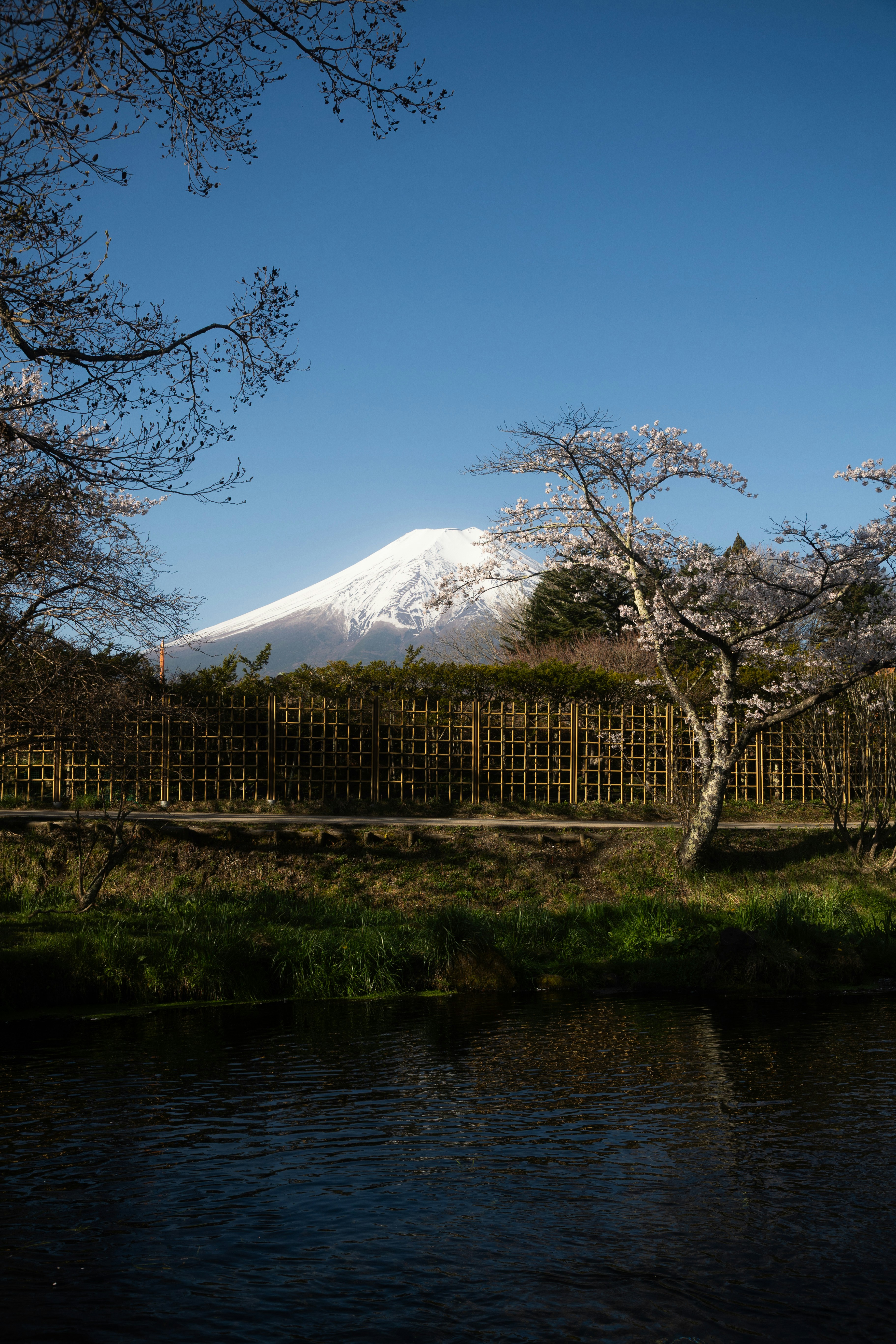 Snow-Capped Mount Fuji Framed by Blossoming Trees Across a Riverside Path