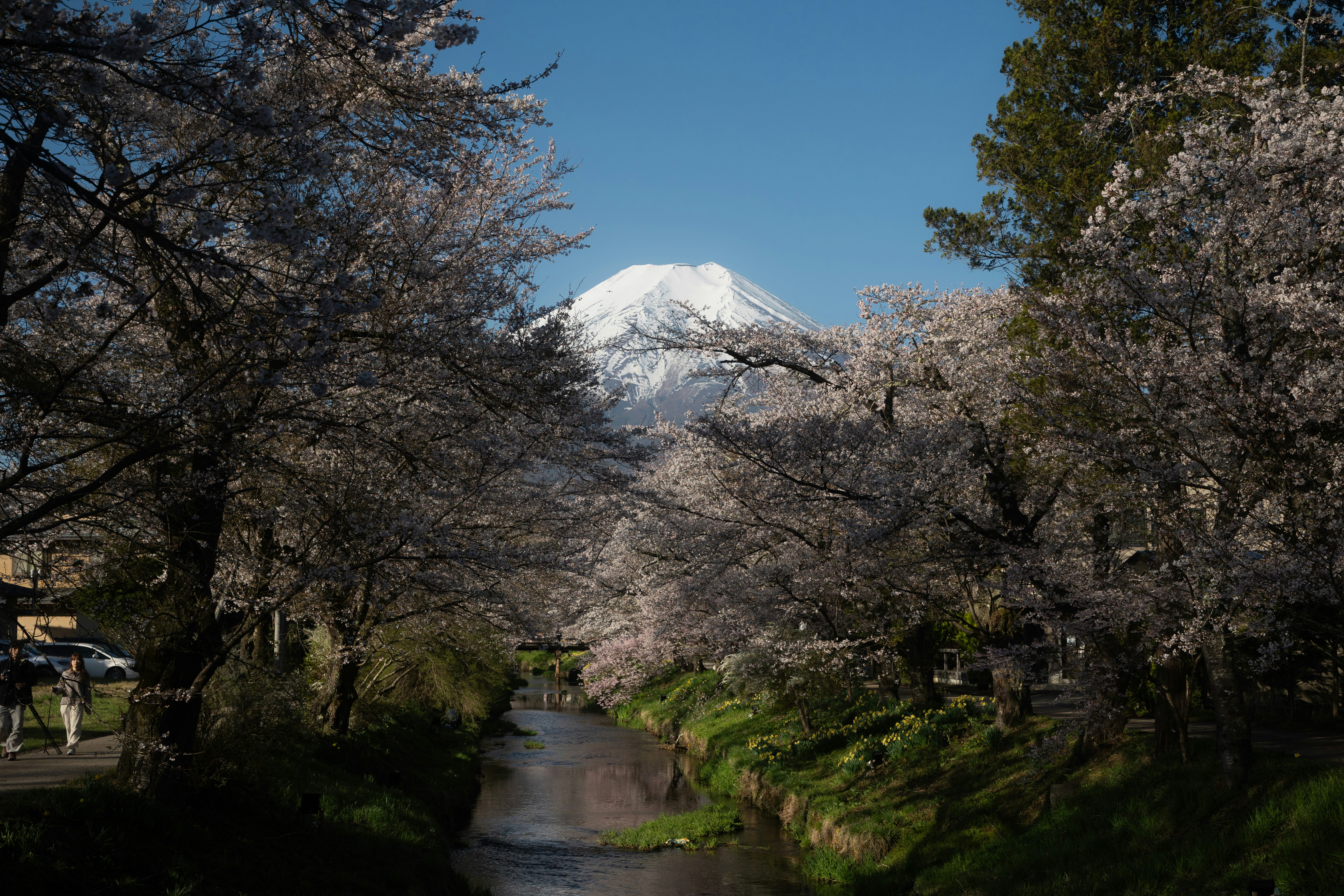 Cherry Blossom Avenue with Mount Fuji Backdrop