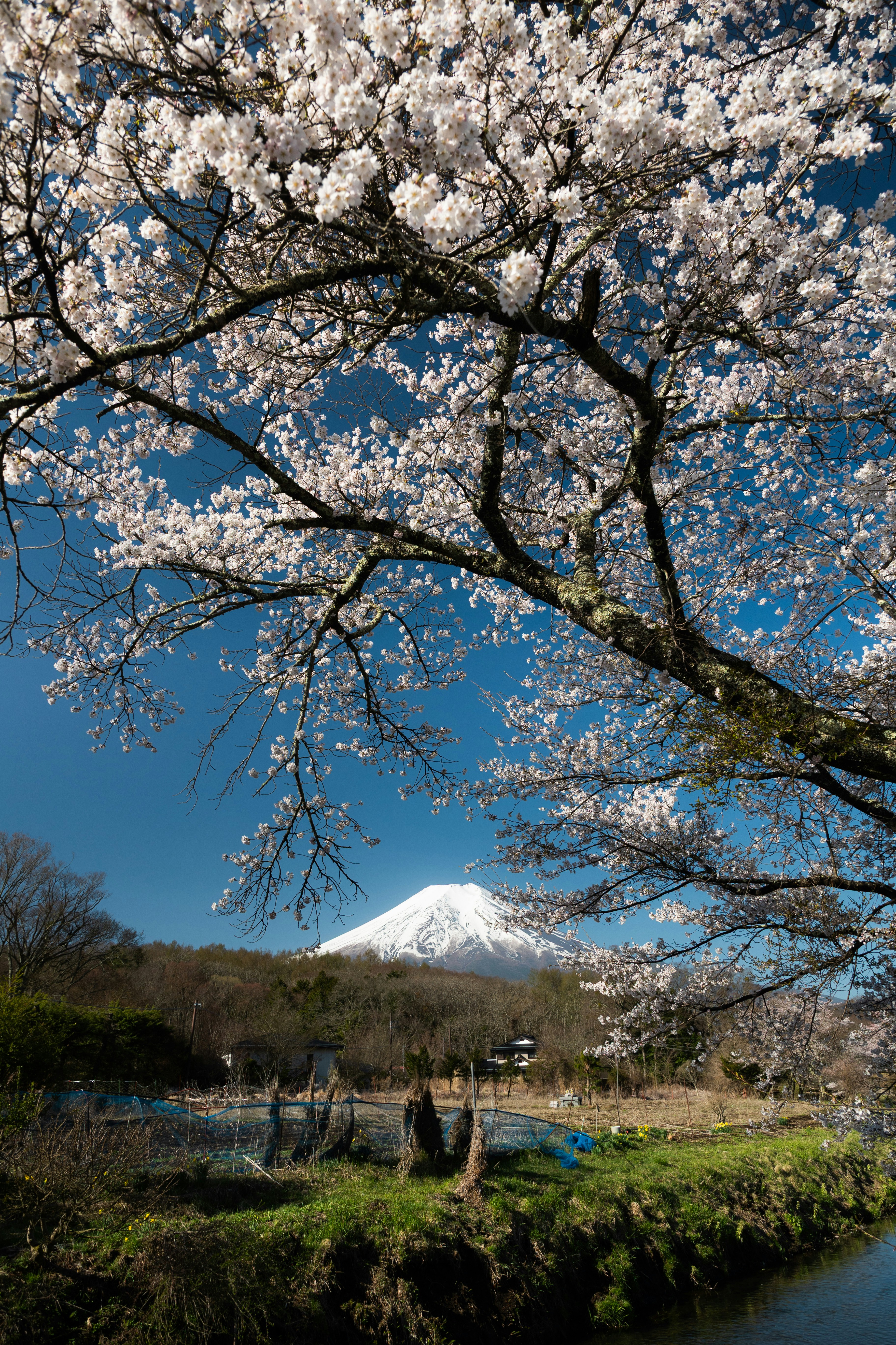 Blossoms Framing a Snow-capped Peak Beyond a Serene River