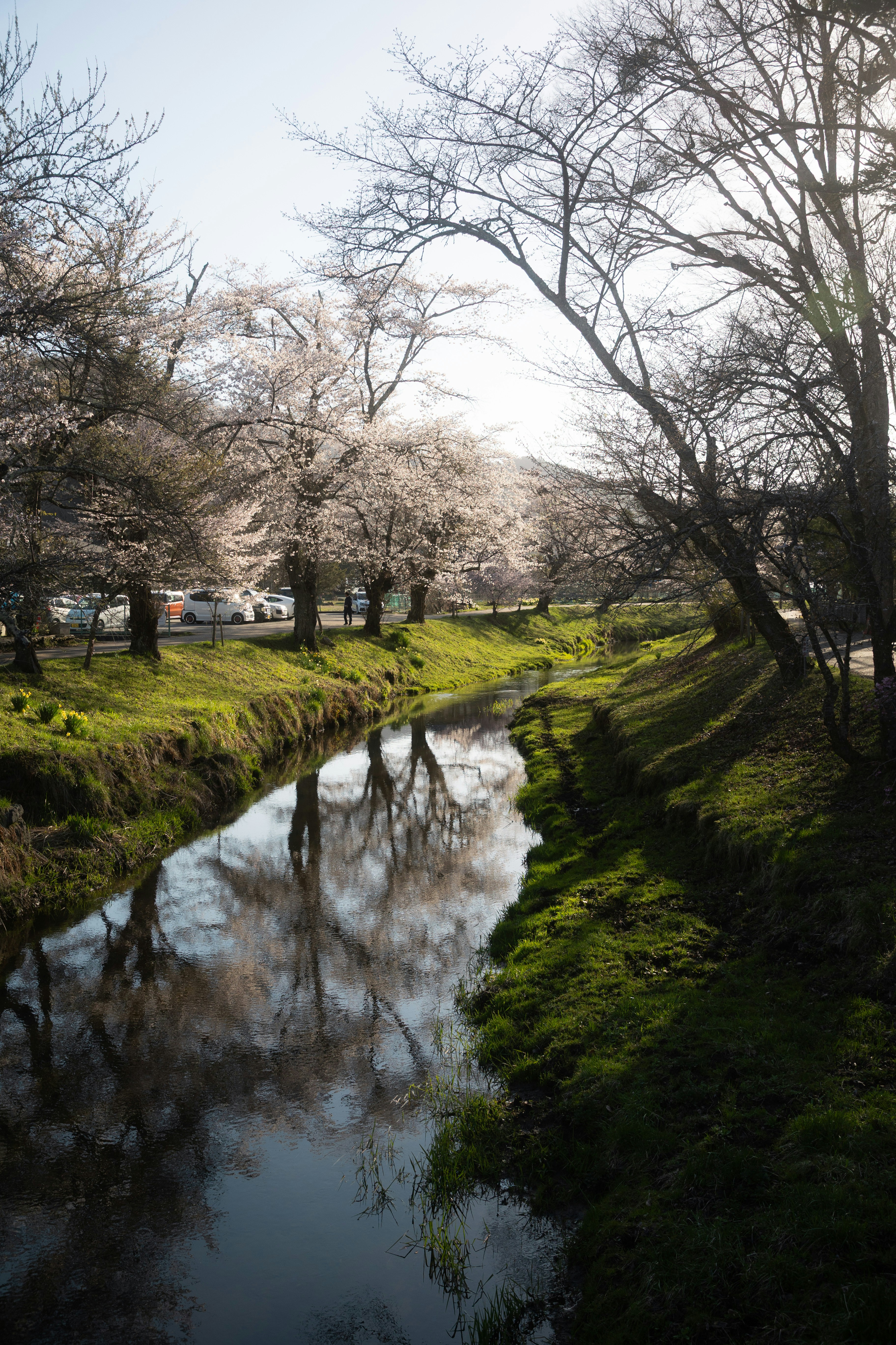 Cherry Blossom Canal: Reflections Along a Sunlit Waterway