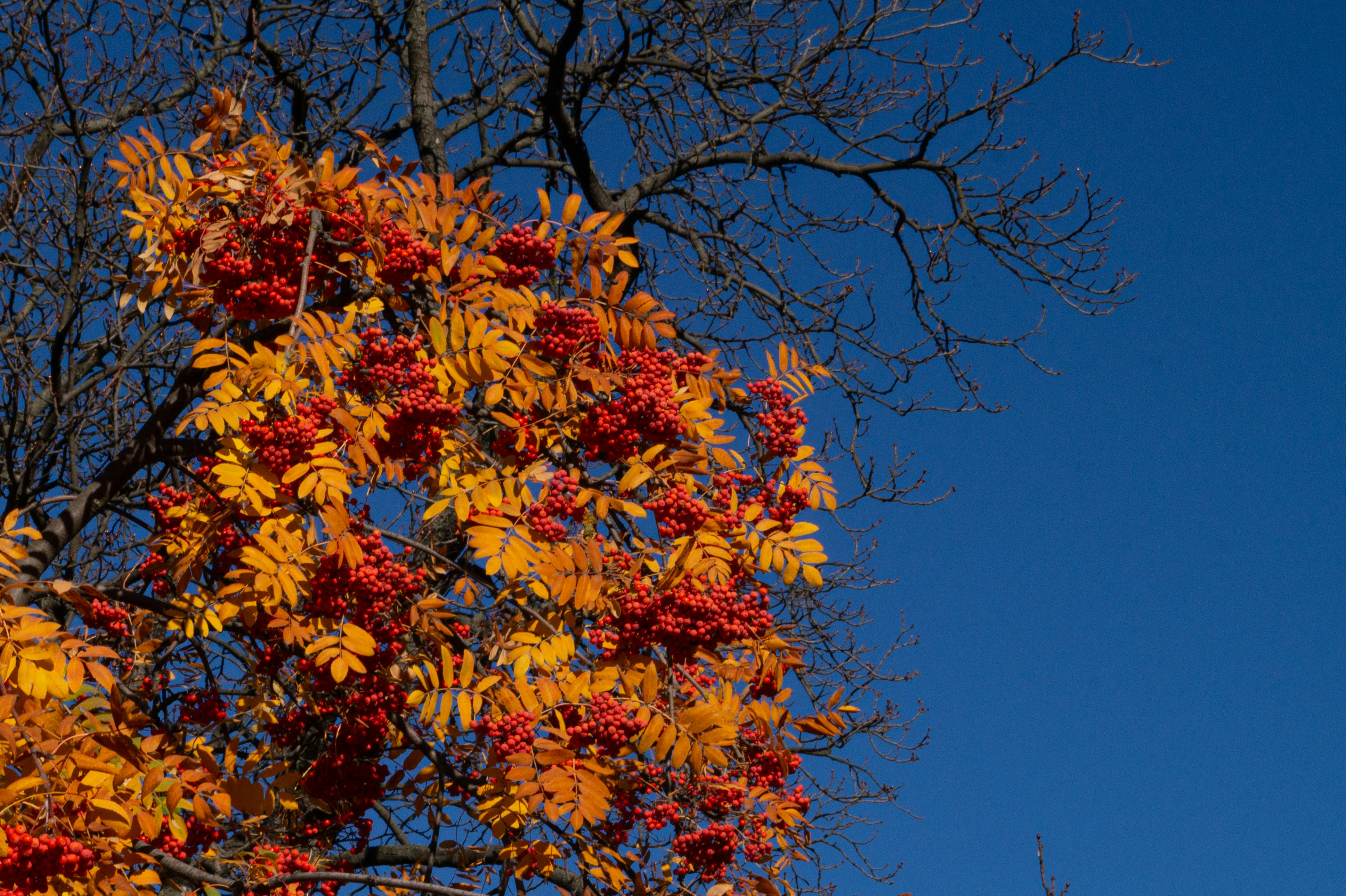 Autumn Fire in the Blue Sky