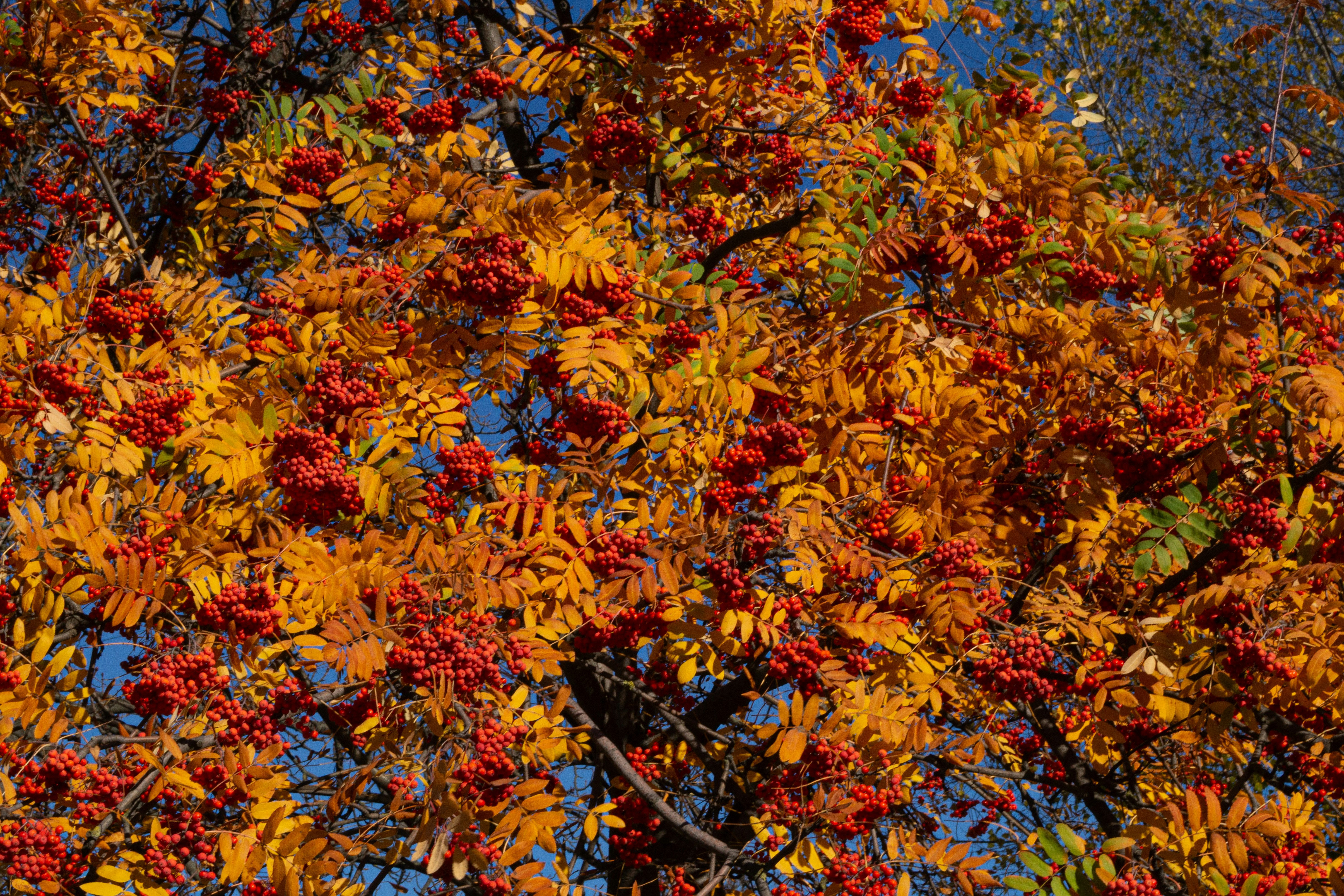 Autumn Ember Network: A Tapestry of Crimson and Gold