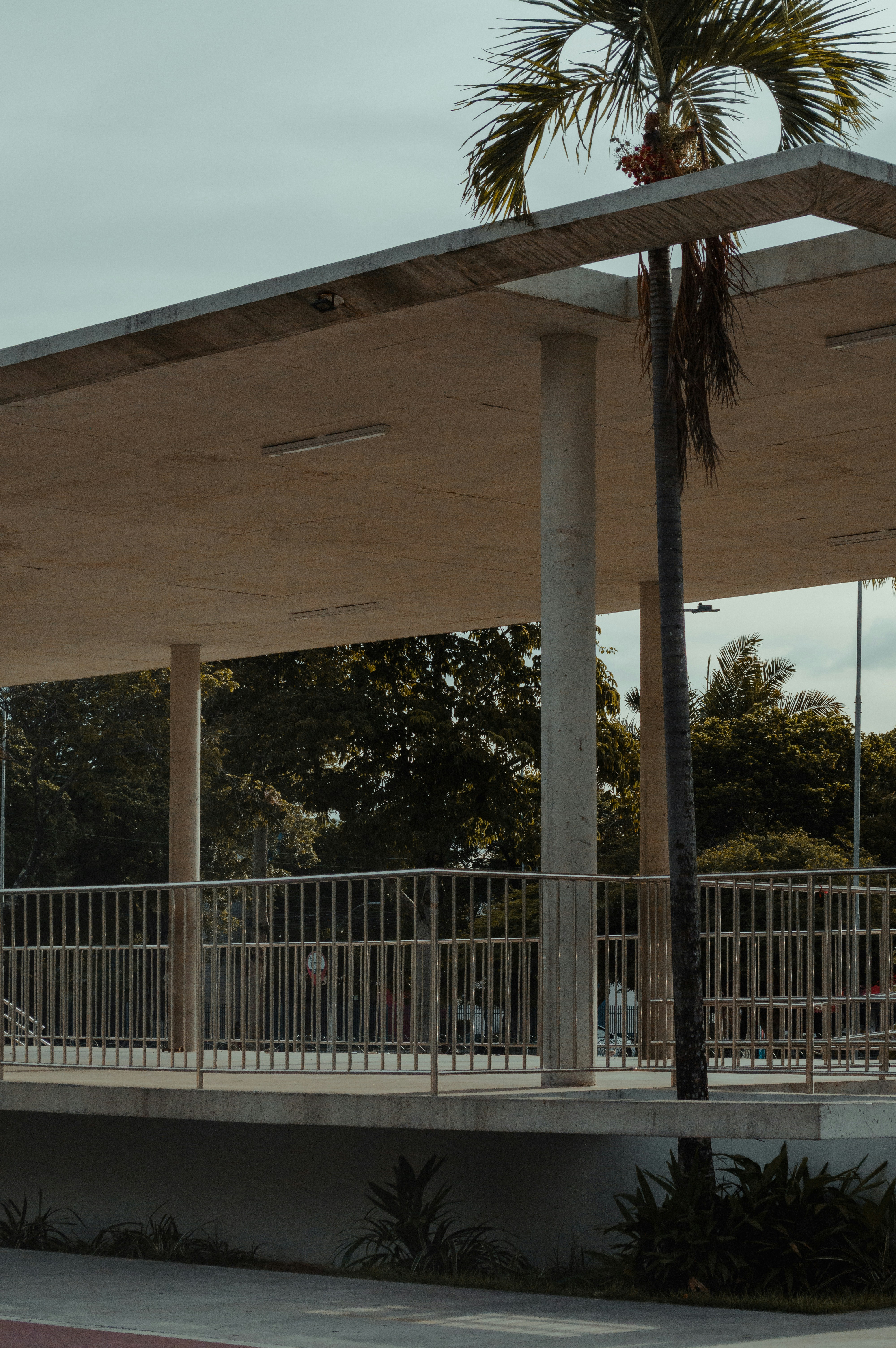 Mid-Century Canopy and Palm: Quiet Geometry of a Public Space