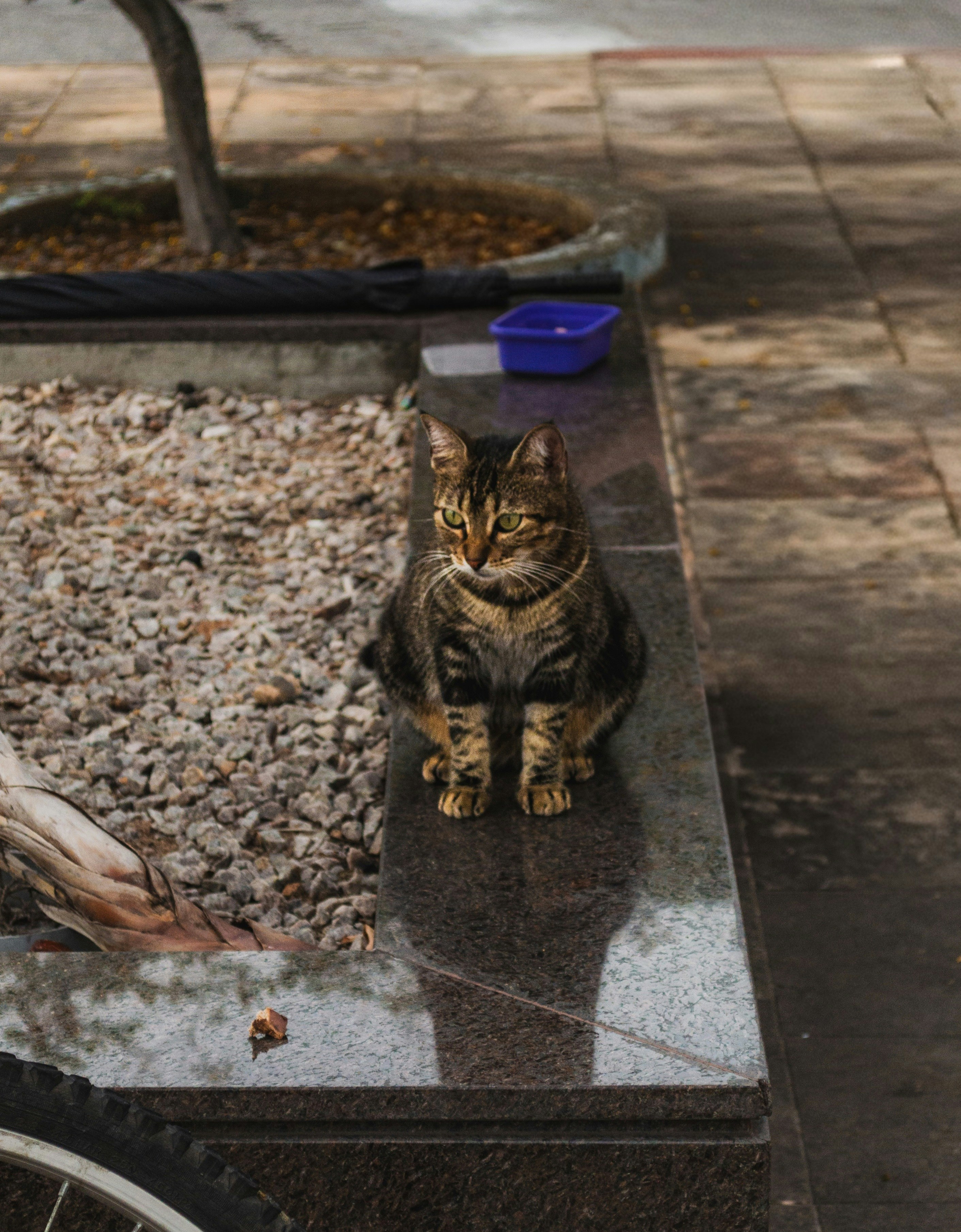 Curious Cat Anchors the Edge of the Quiet Courtyard