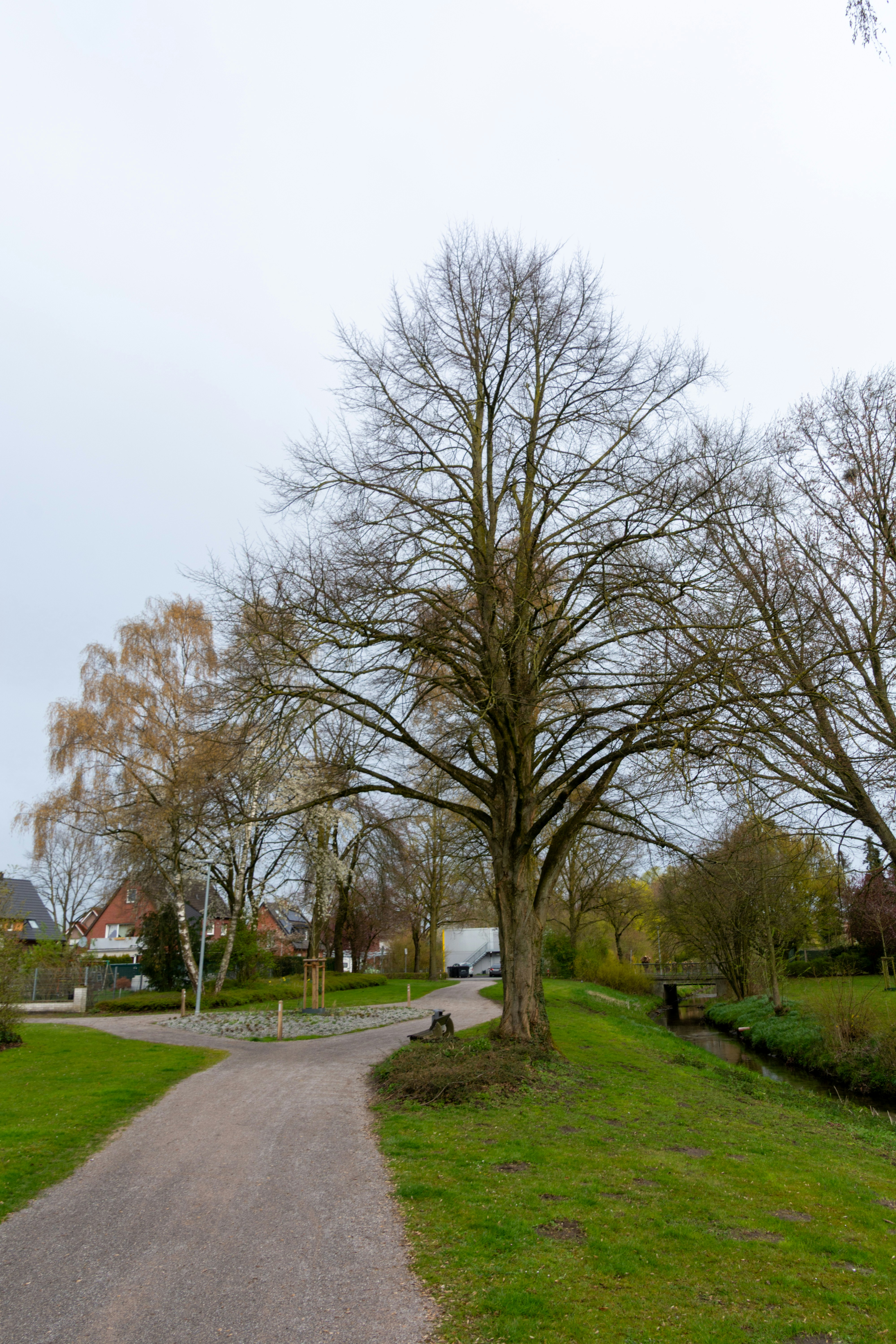 Central Tree sentinel over a quiet riverside path