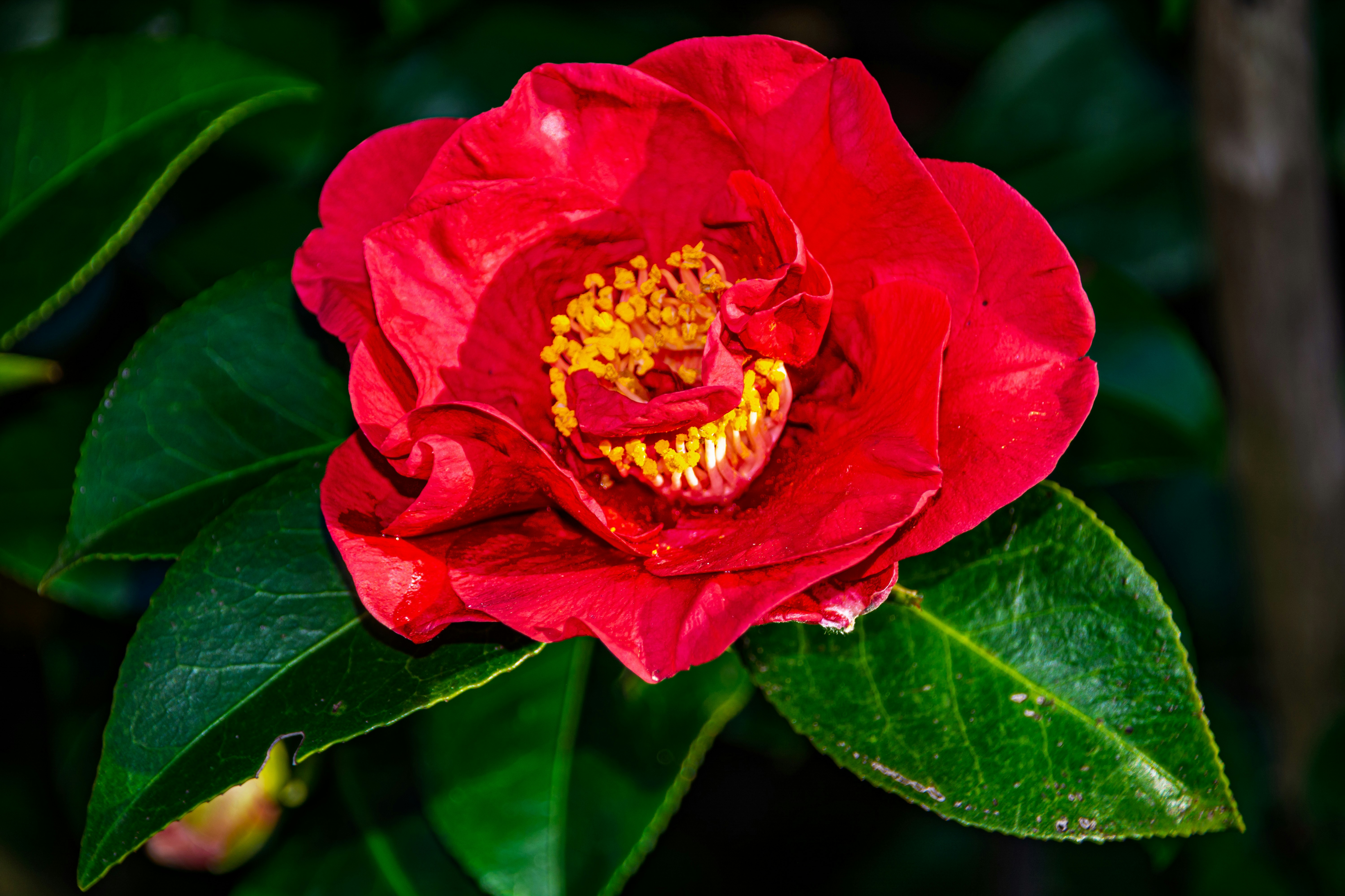 Crimson Bloom: A Camellia in Sharp Focus