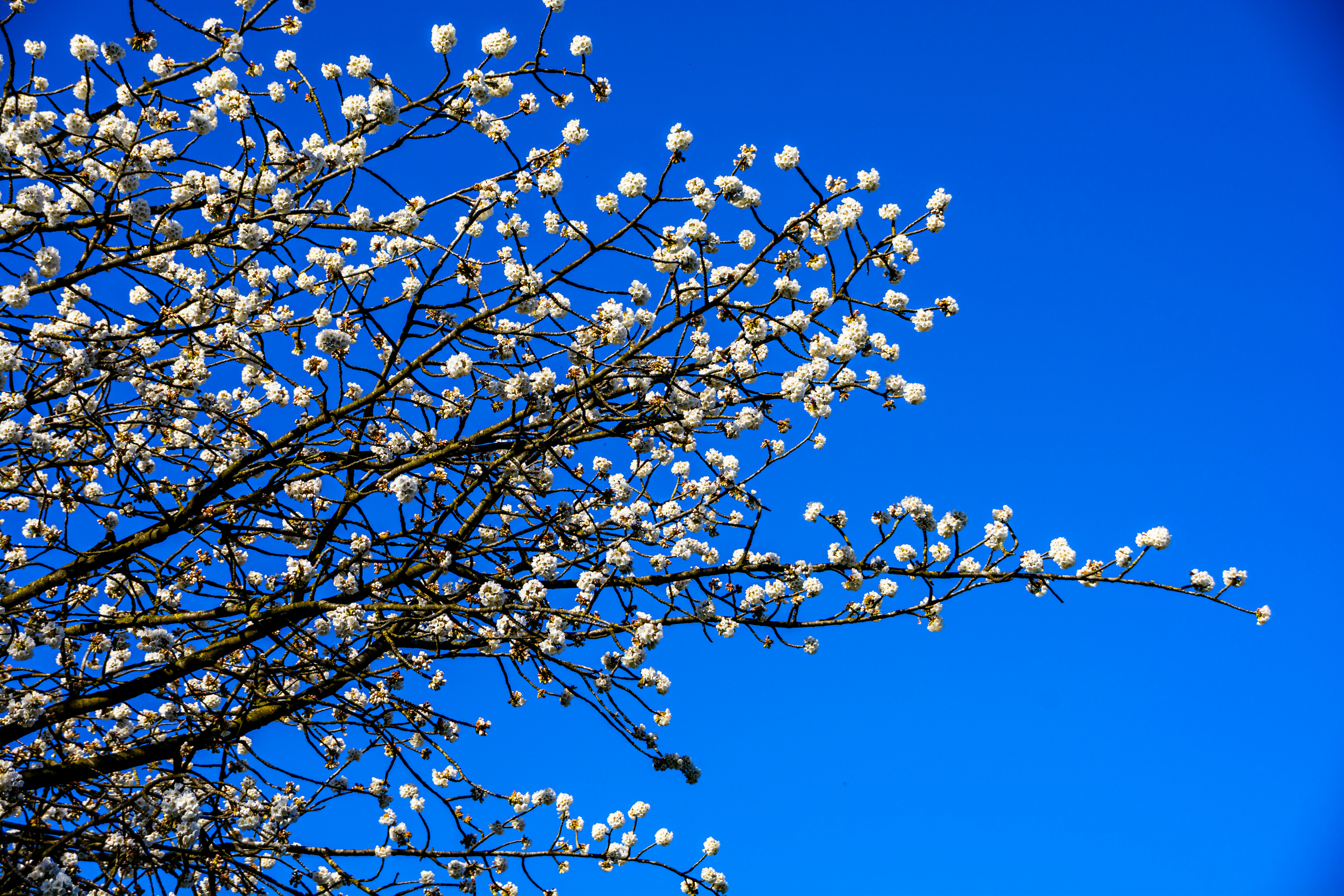 Azure Sky and Blossoms: A Branching Burst of White Against Deep Blue