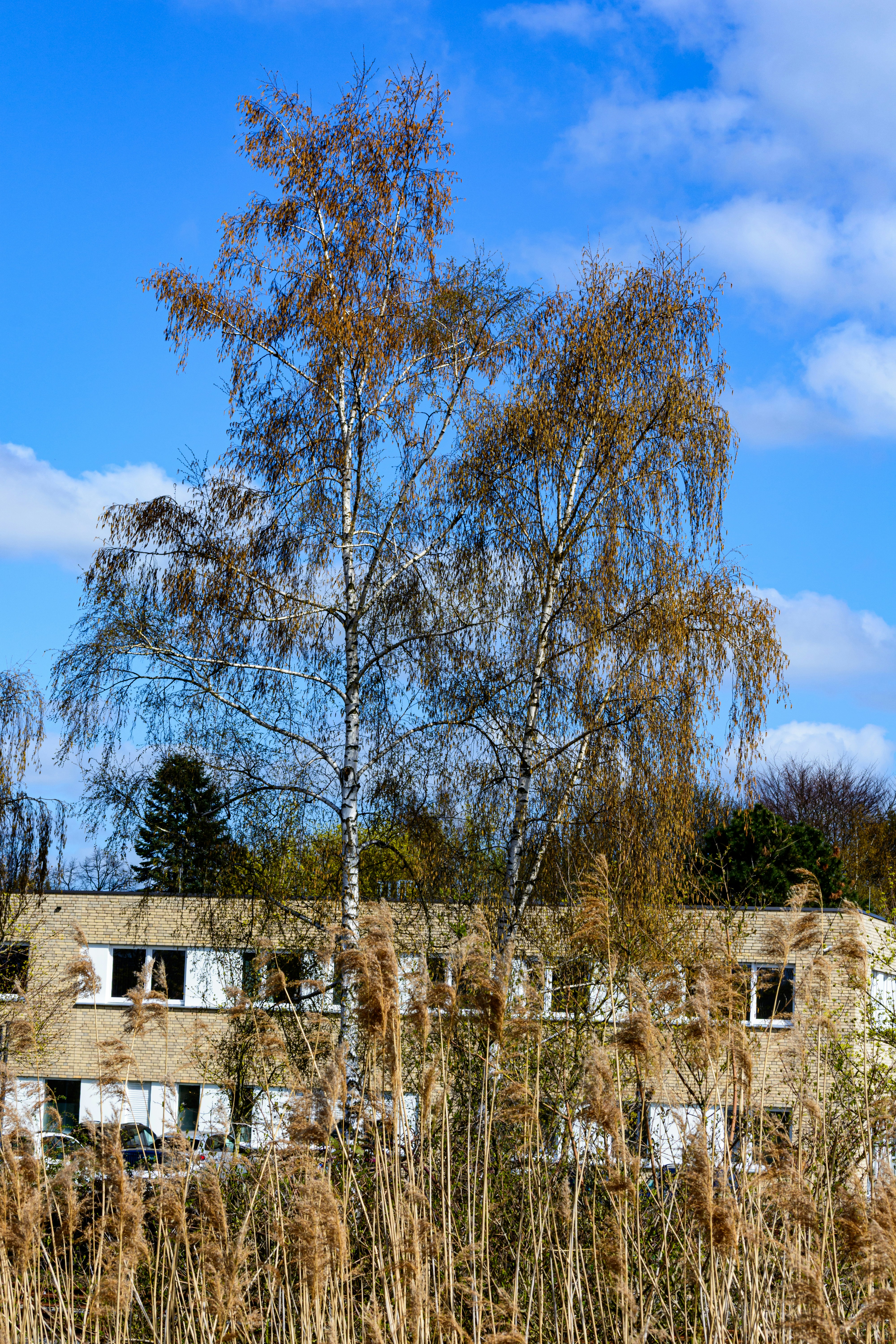Birch Sentinel Over a Campus Façade