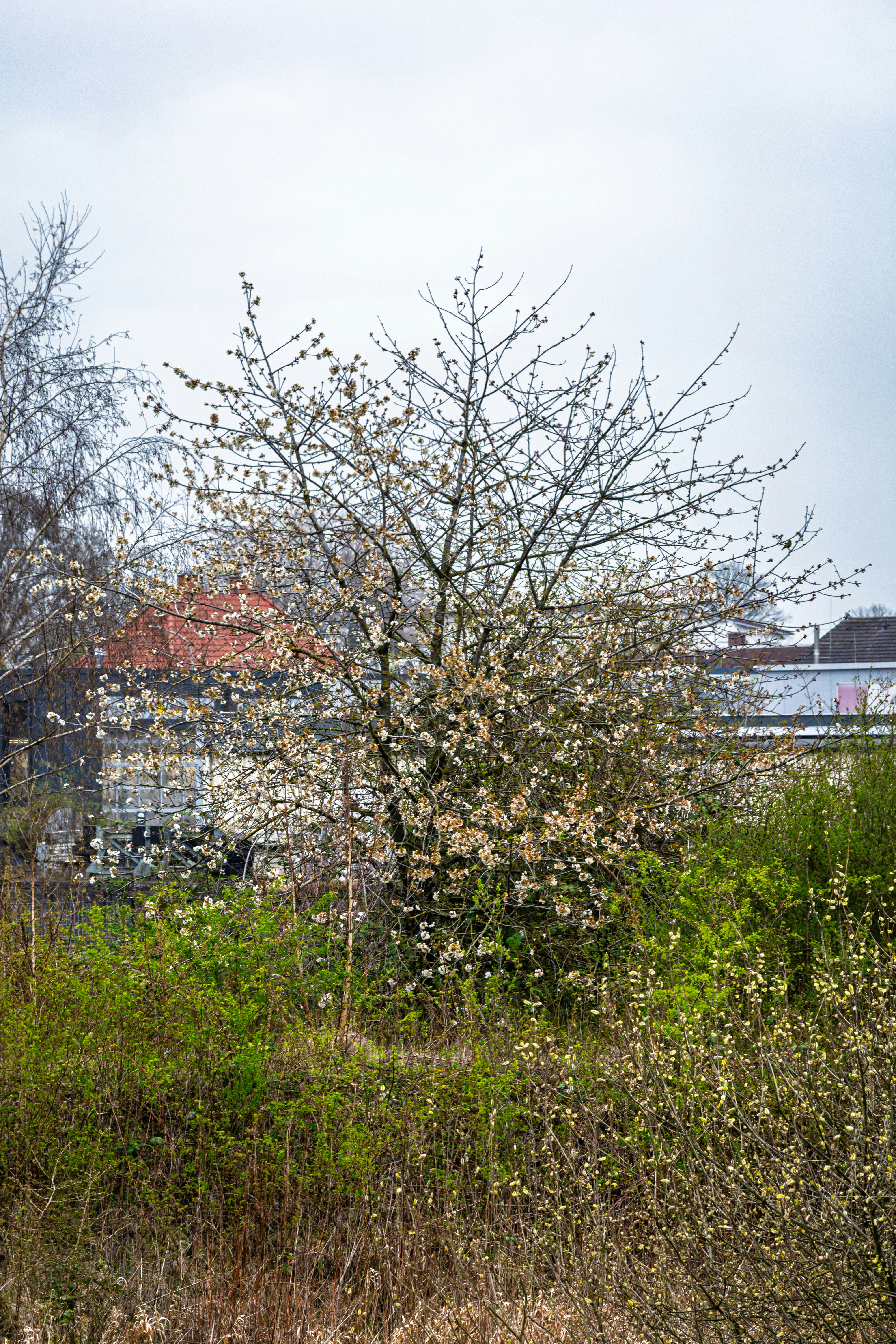 Blossoming Orchard Against Suburban Windows