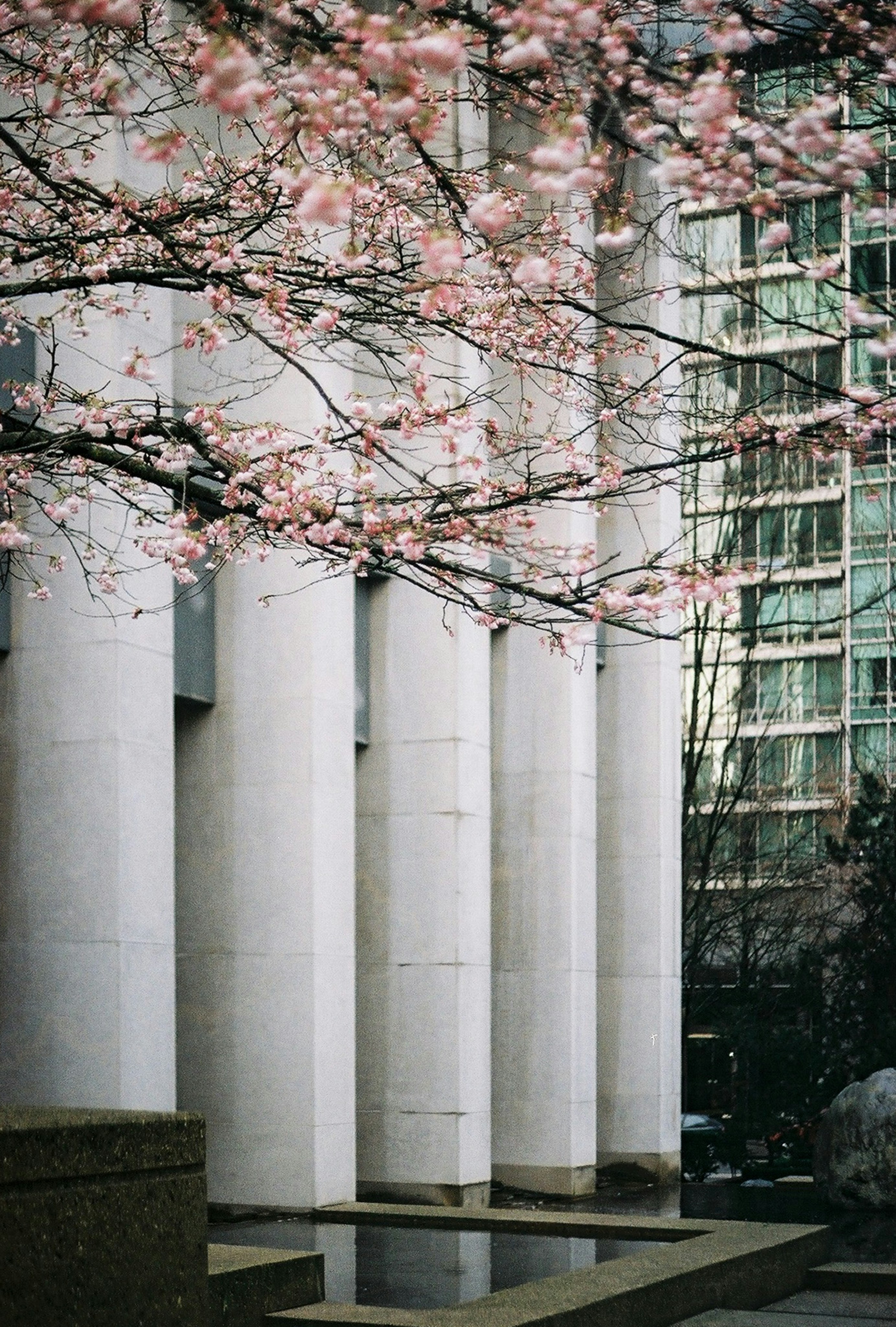Blossoms Framing Modern Lines