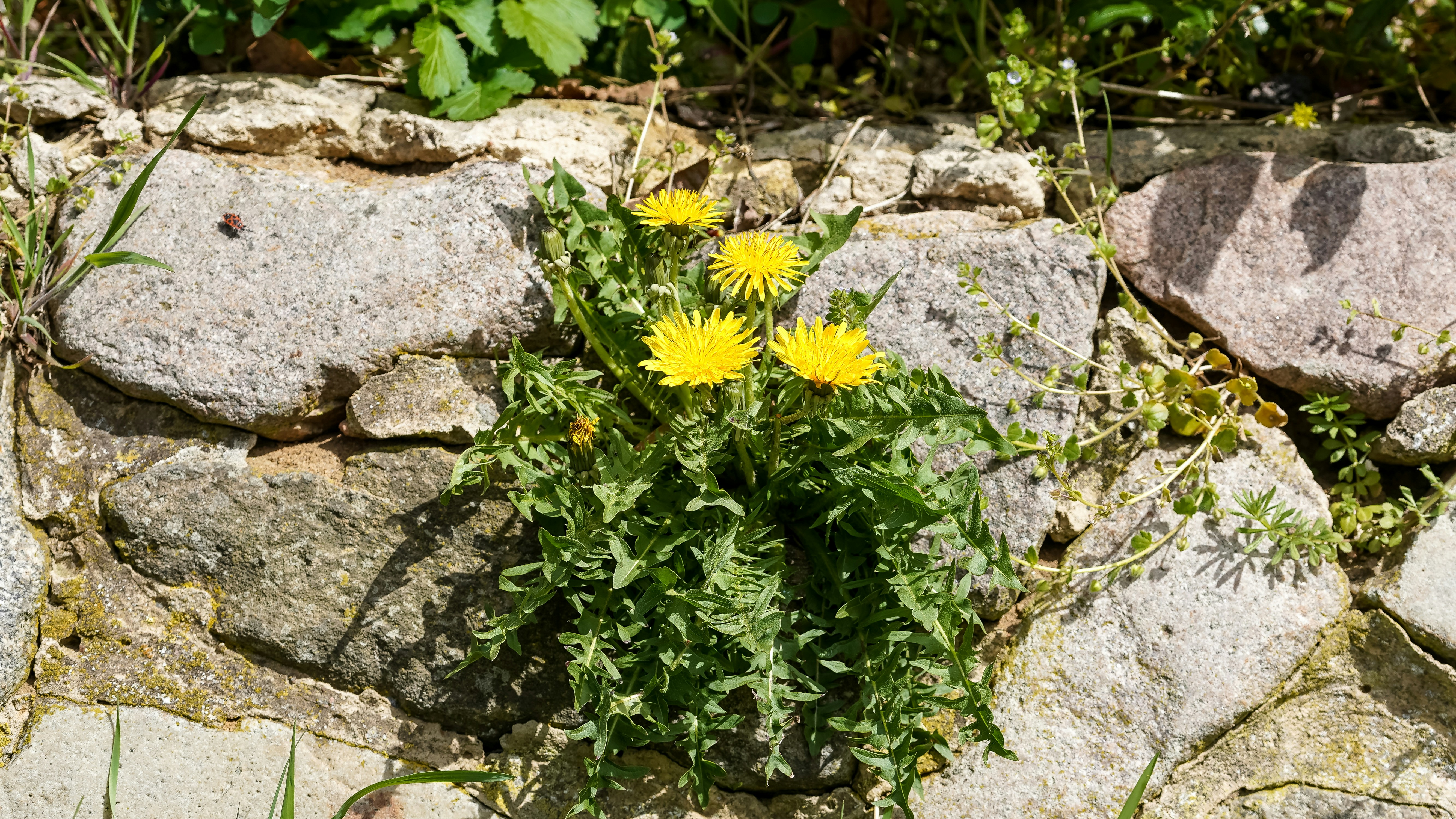Sunlit Patch of Yellow Dandelions in a Stone Wall