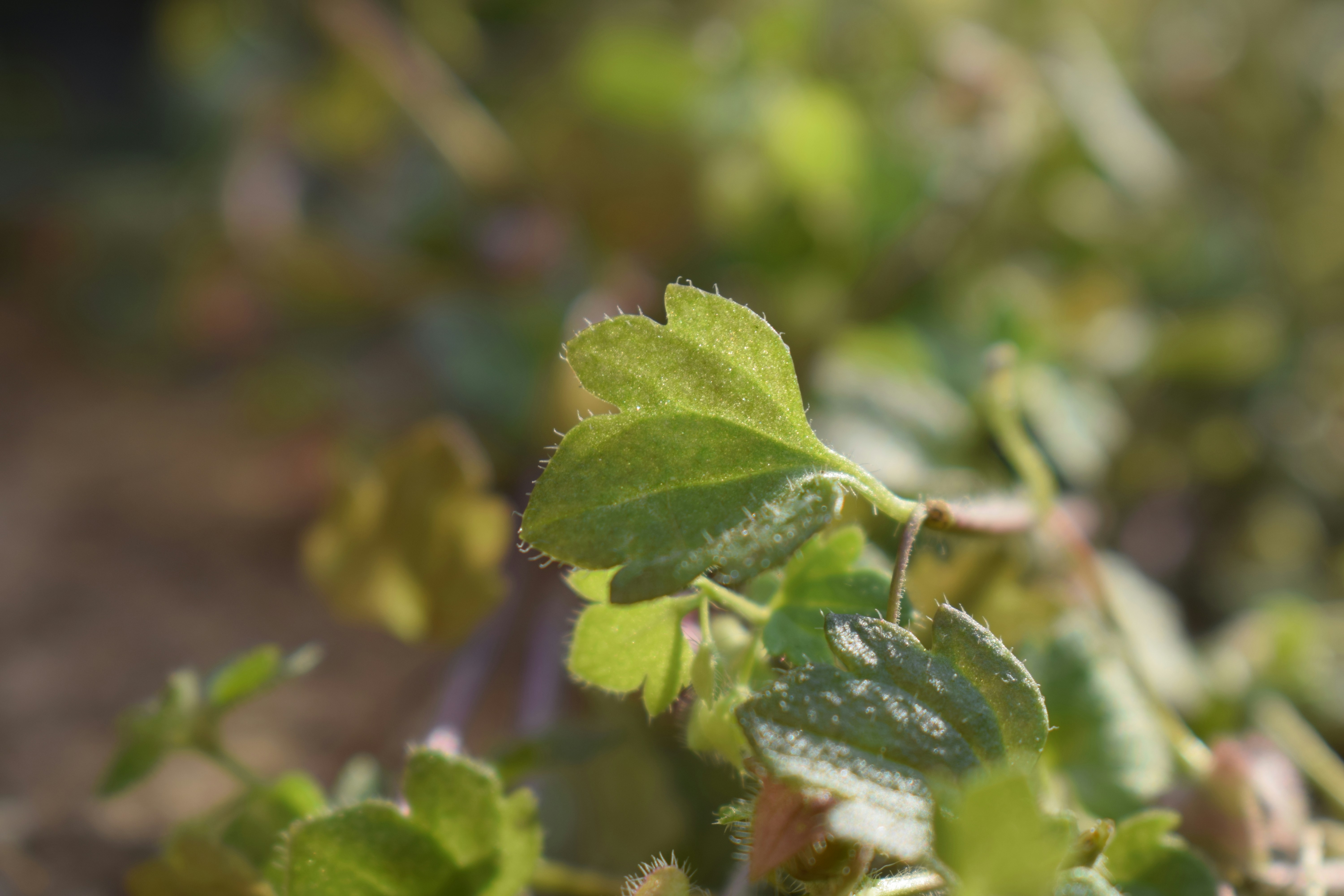 Close-up of a sunlit berry plant leaf in soft focus