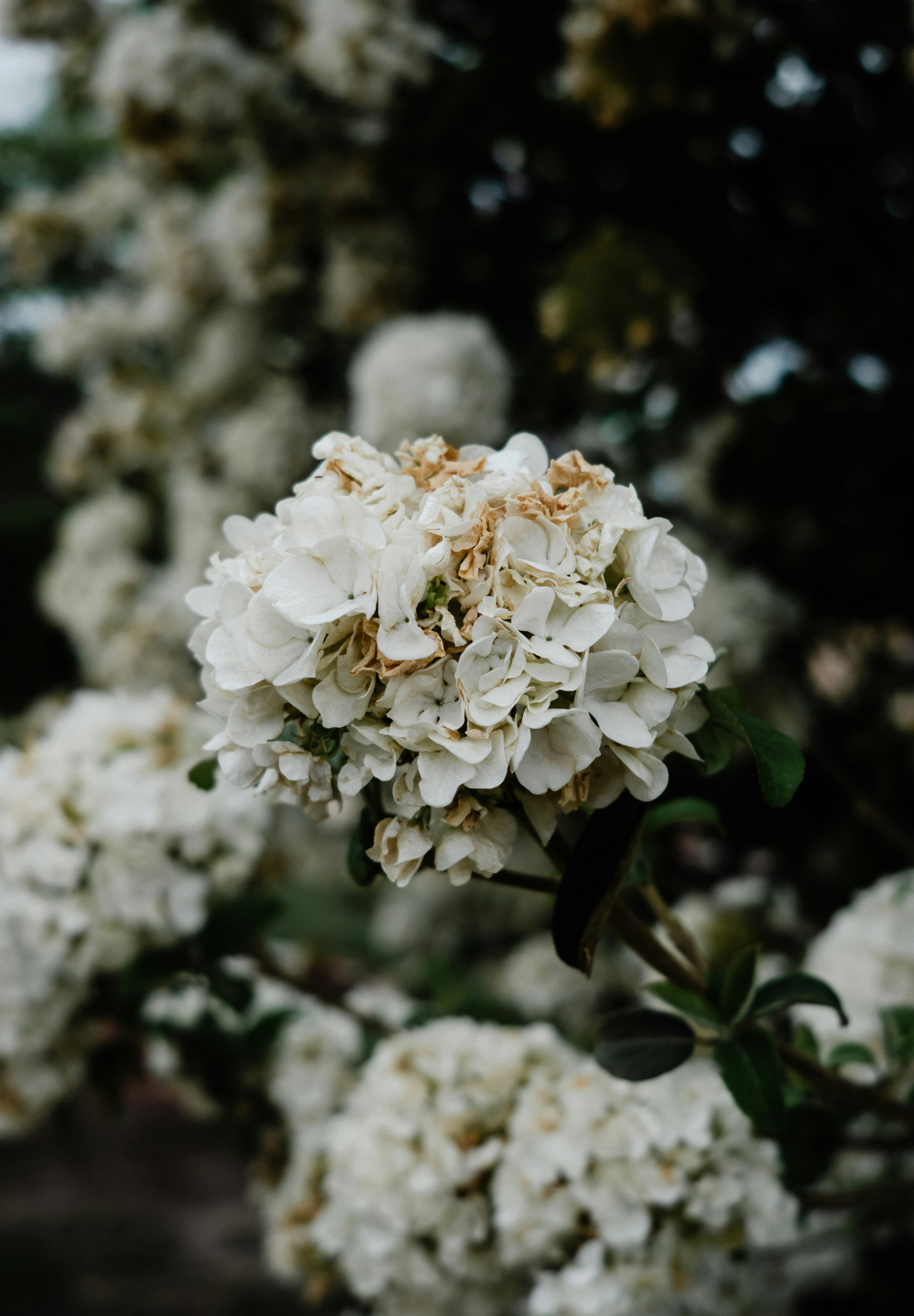Whispering Hydrangea Bloom in Soft Evening Light