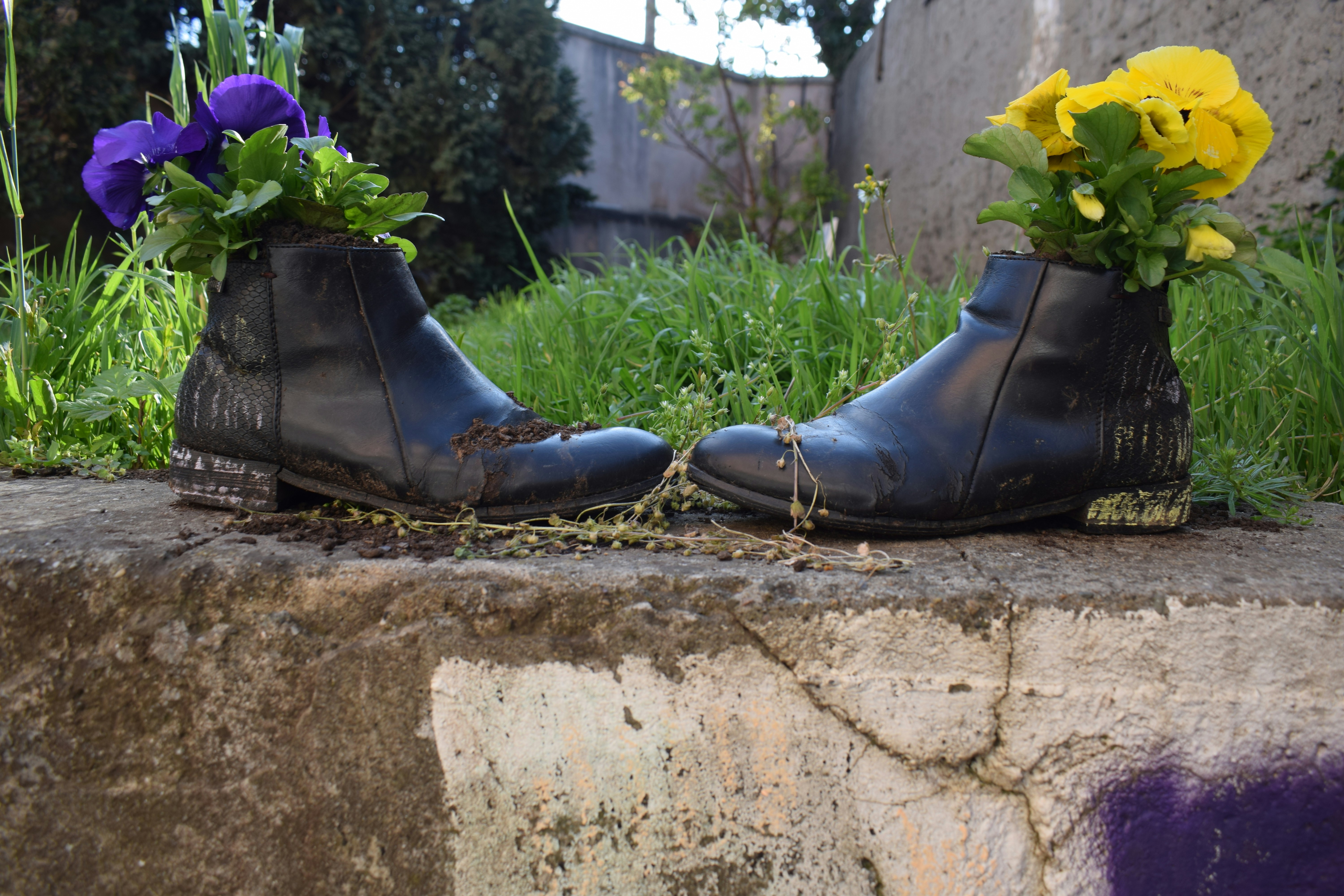 Boots Reunited: Plants Bloom from Opposing Shoes