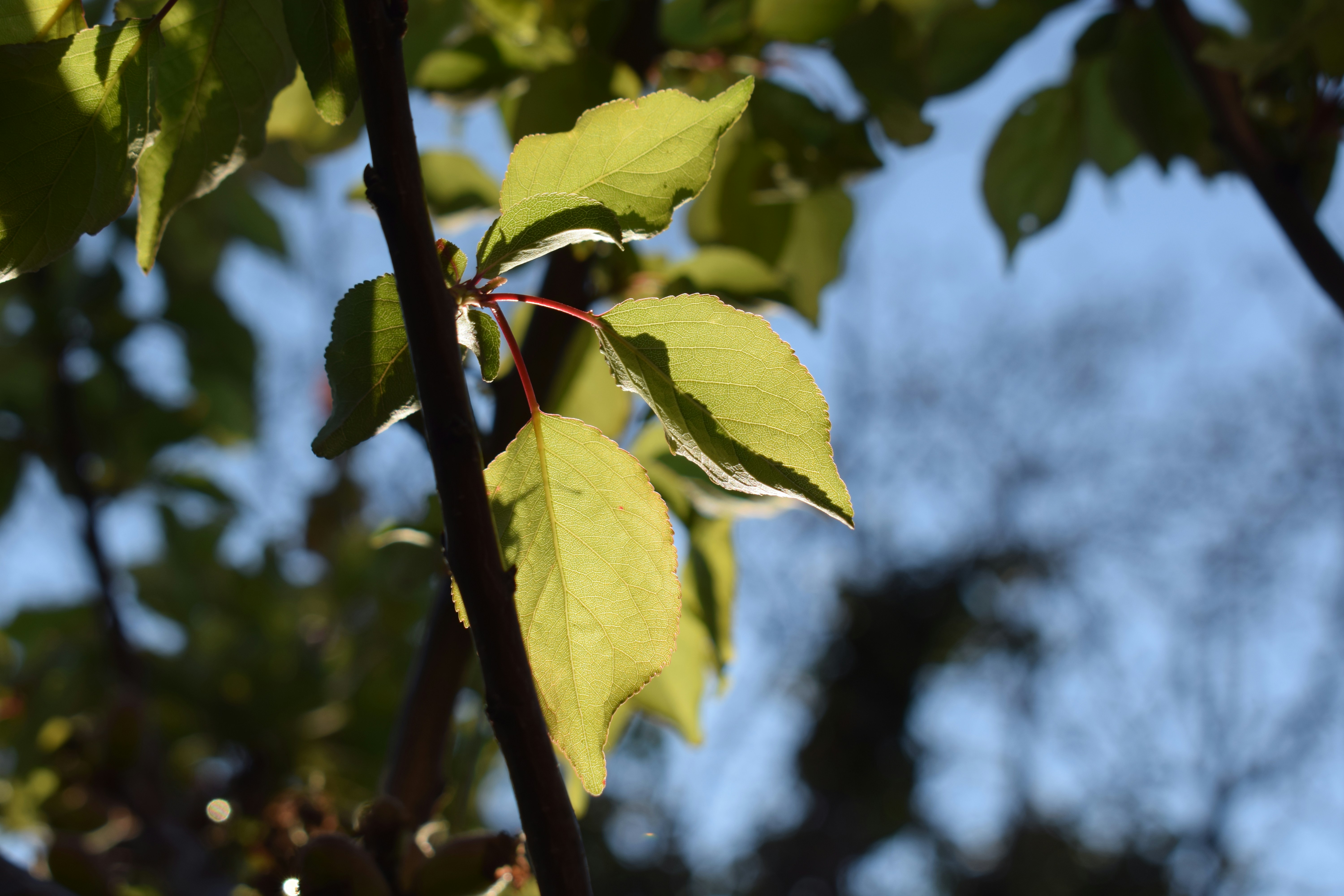 First Light on a Nip of Spring: A Leaf in Focus