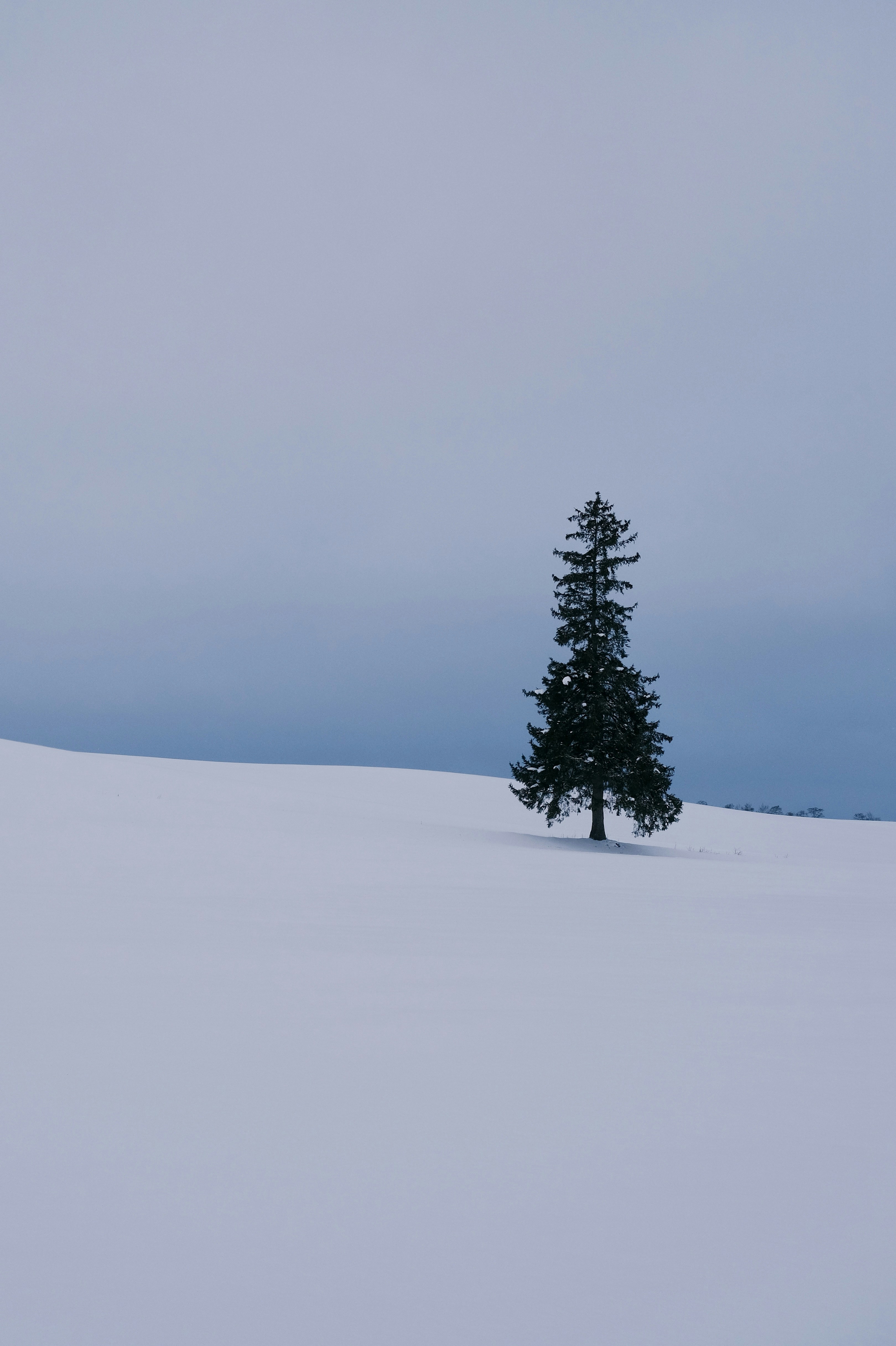 Lonely Pine on a Snowfield Under Quiet Winter Sky