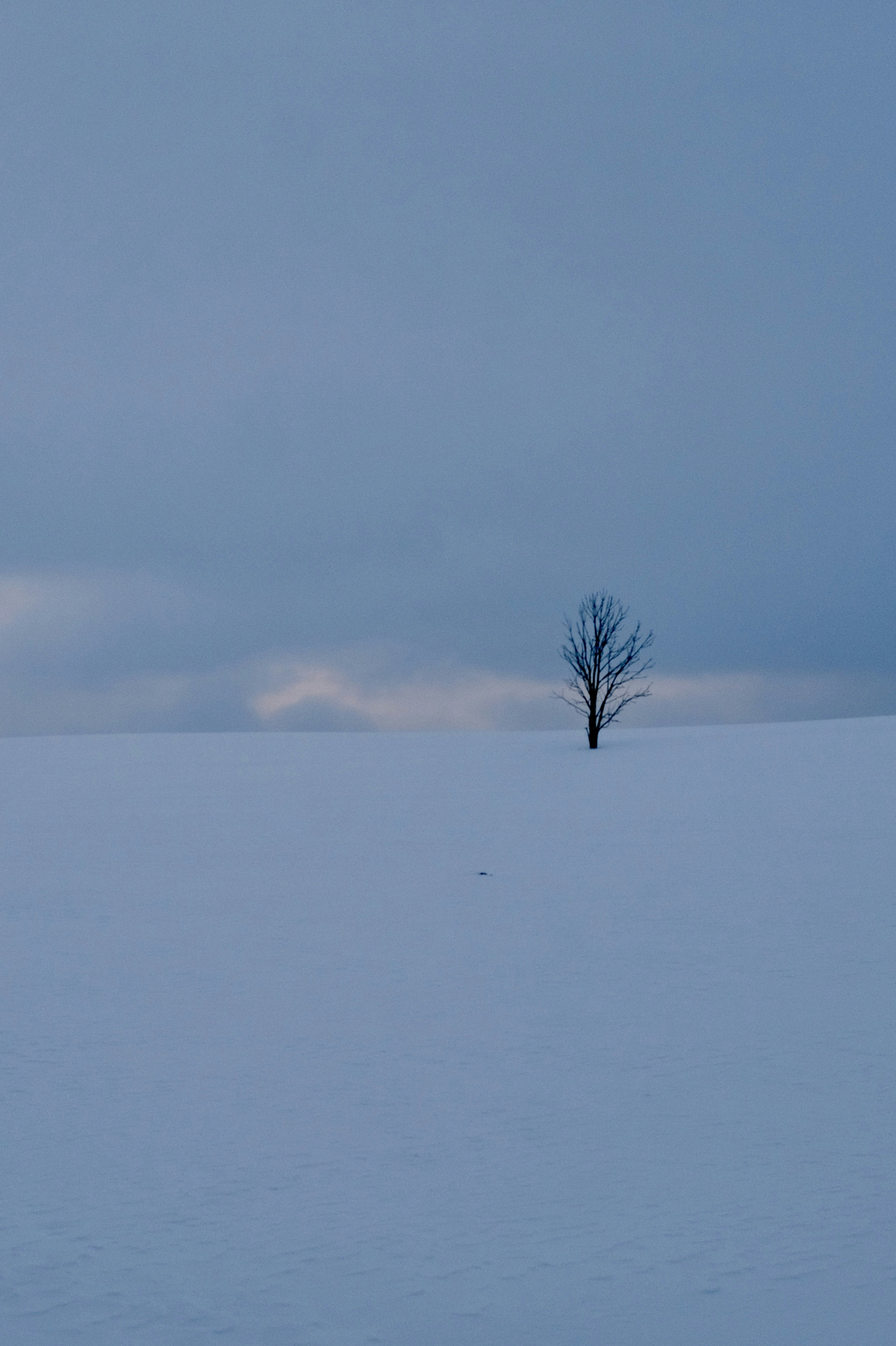 Solitary Tree on a Snowbound Horizon
