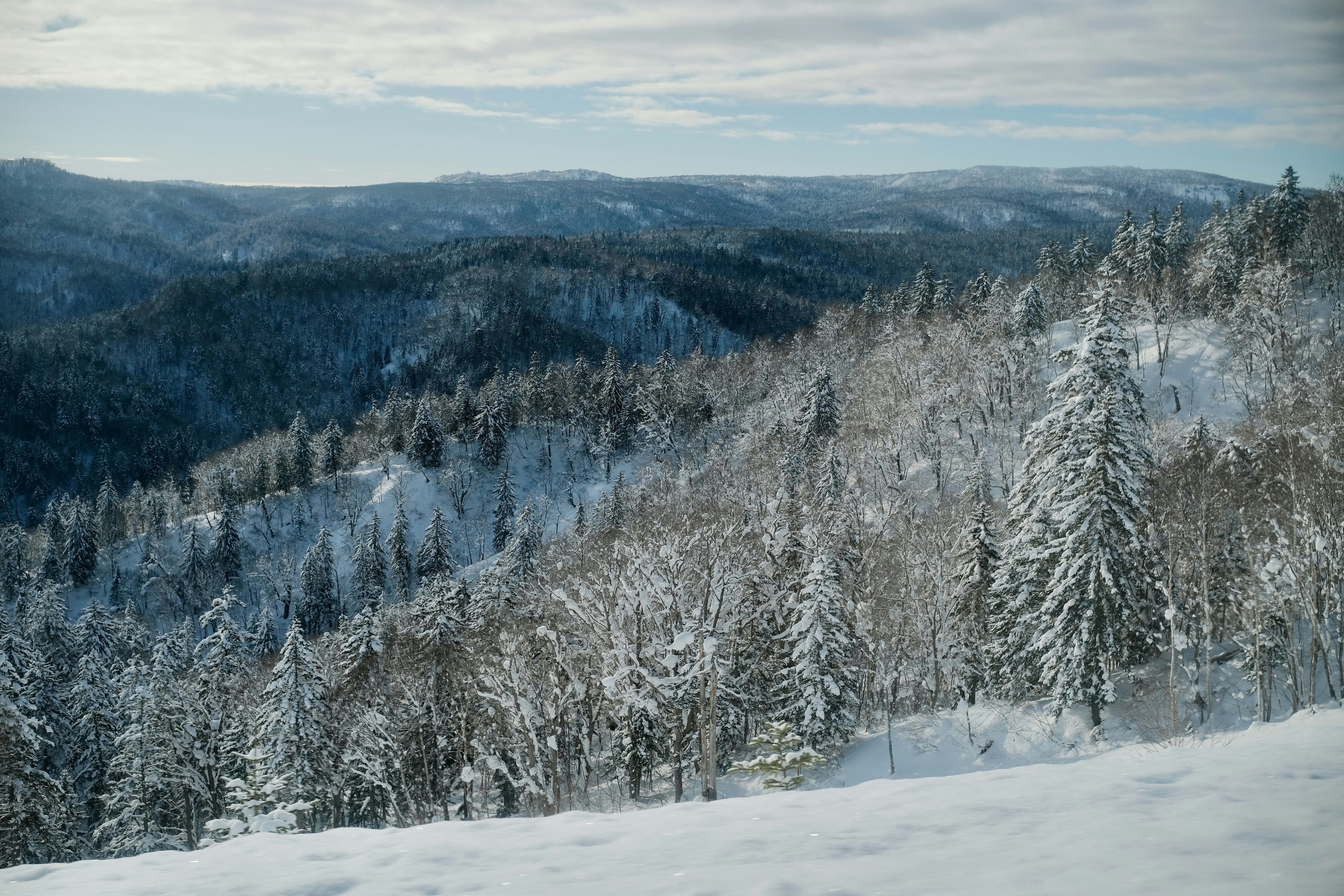Snowbound Ridge: A Quiet Wake Across Frosted Pines