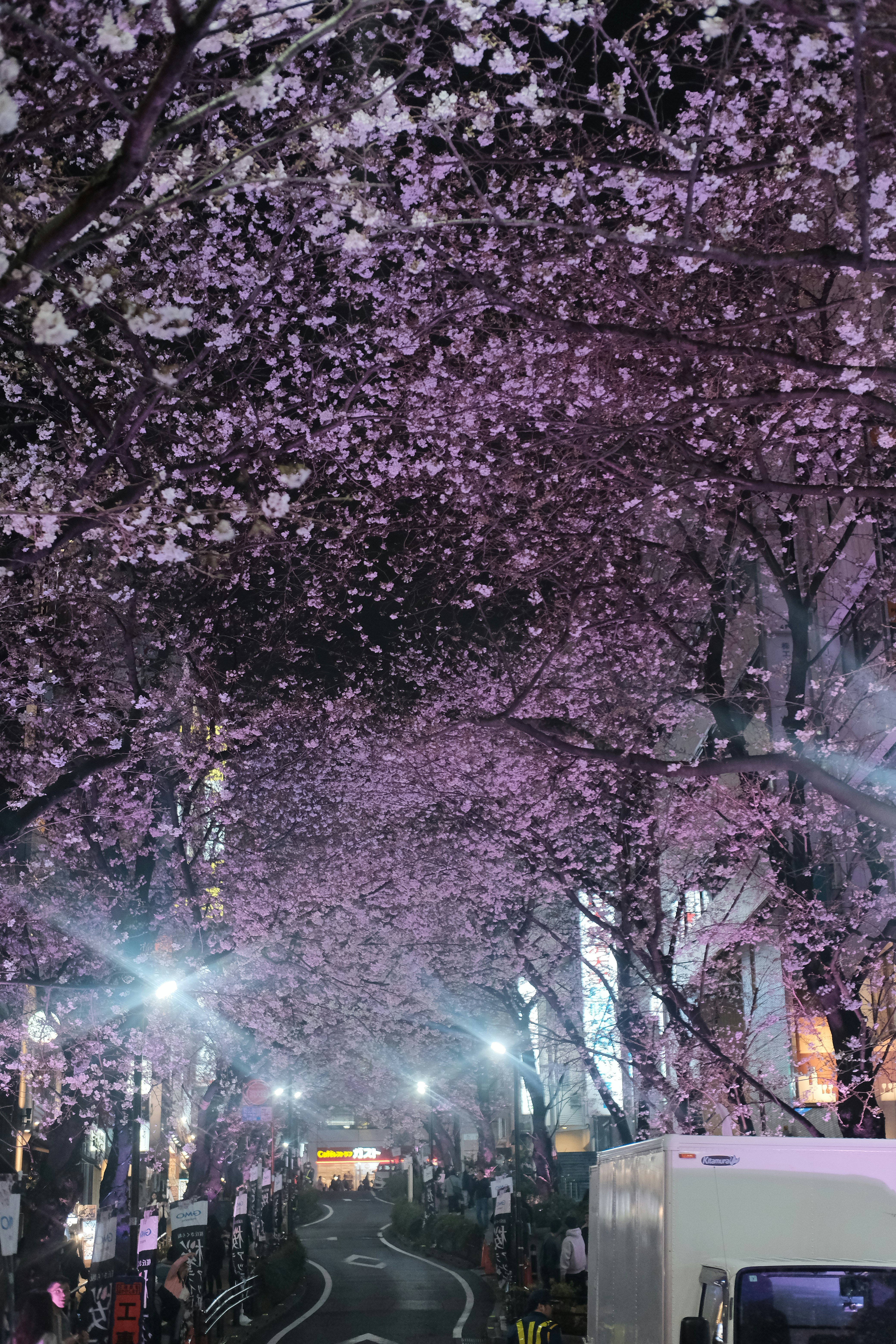 Neon-lined Cherry Boulevard under Evening Bloom