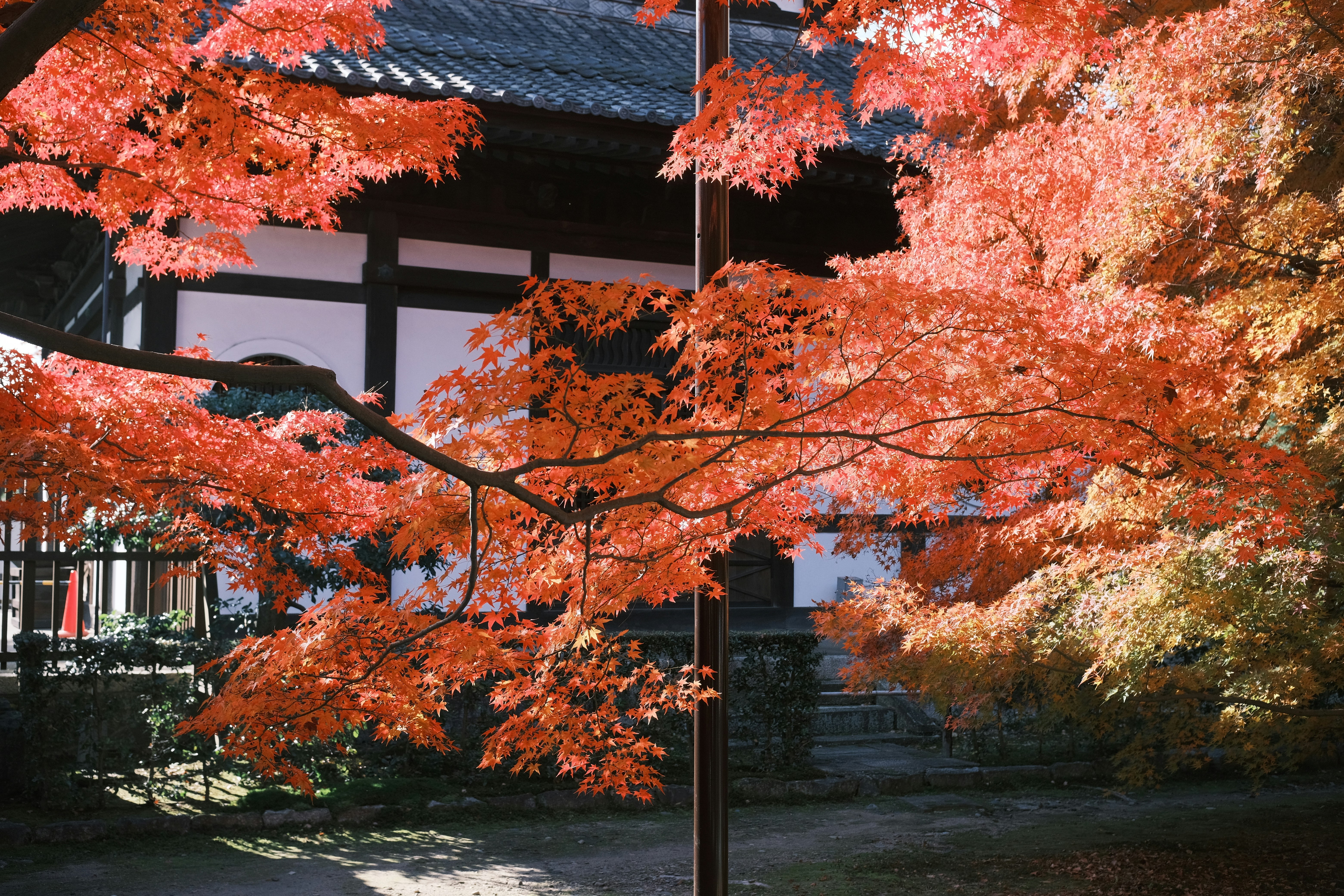 Crimson Maple Arch framing a Japanese villa
