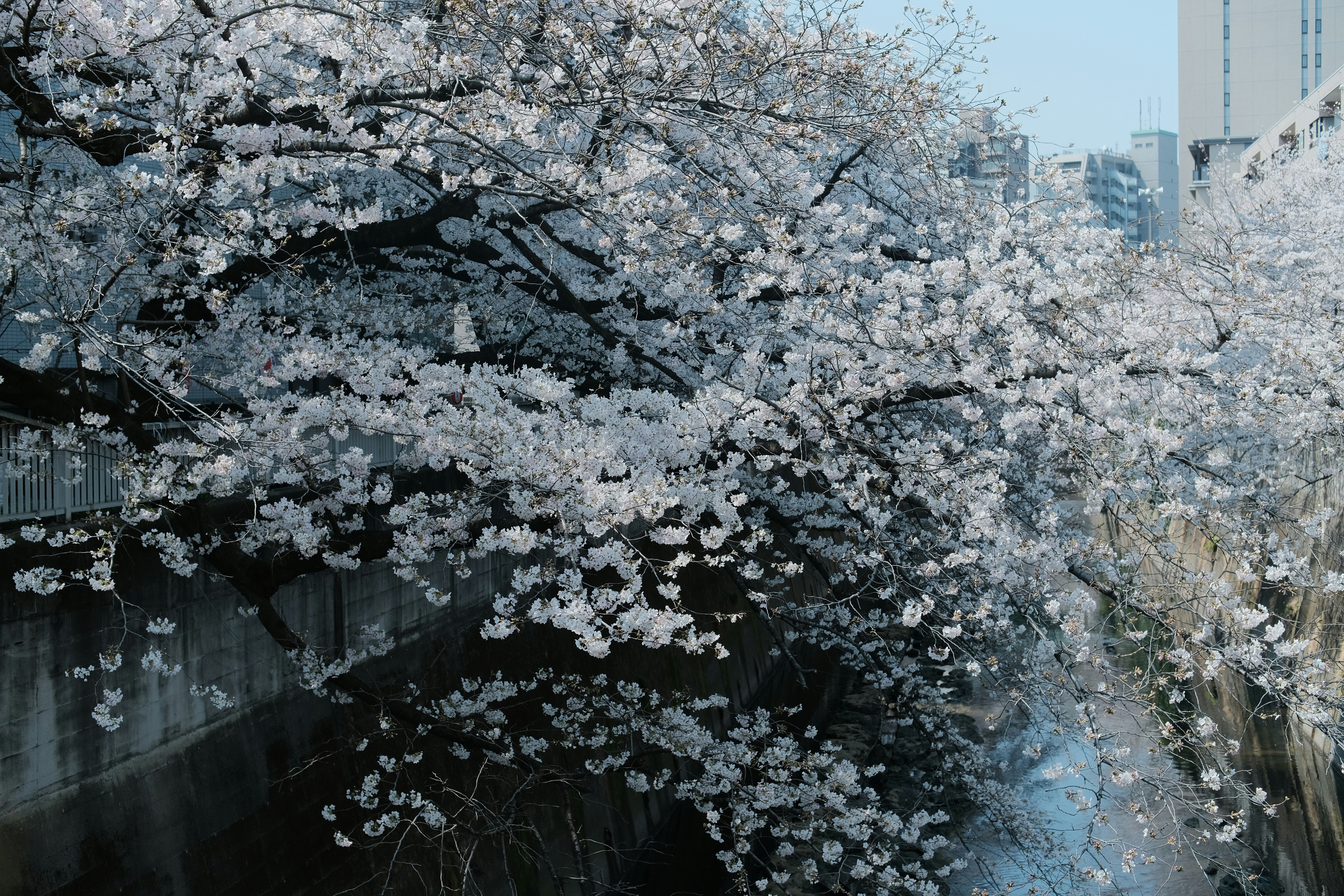 Cherry Blossom Canopy Over a Quiet Canal