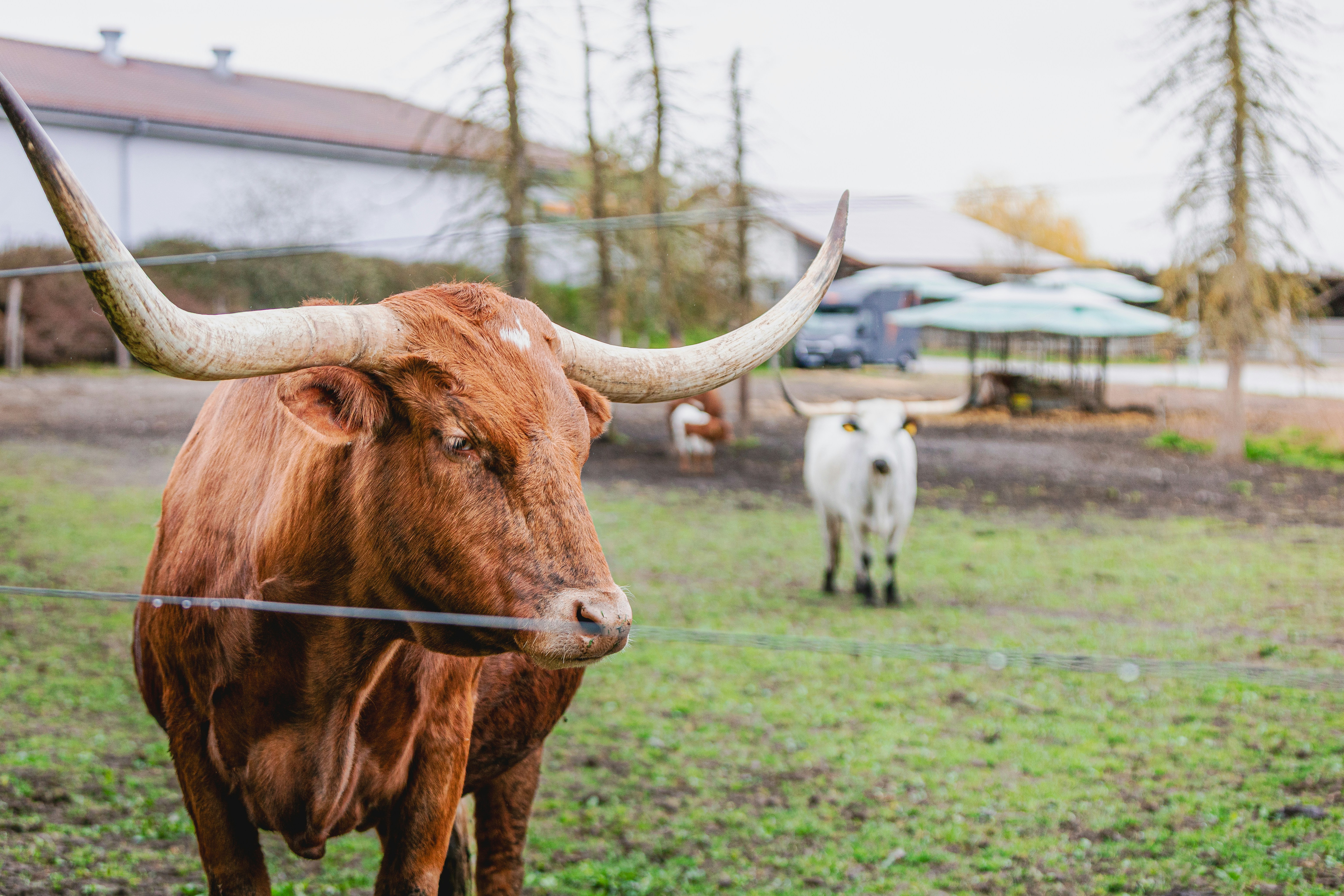 Horned Sentinel: A Brown Bull in a Tranquil Farm Yard
