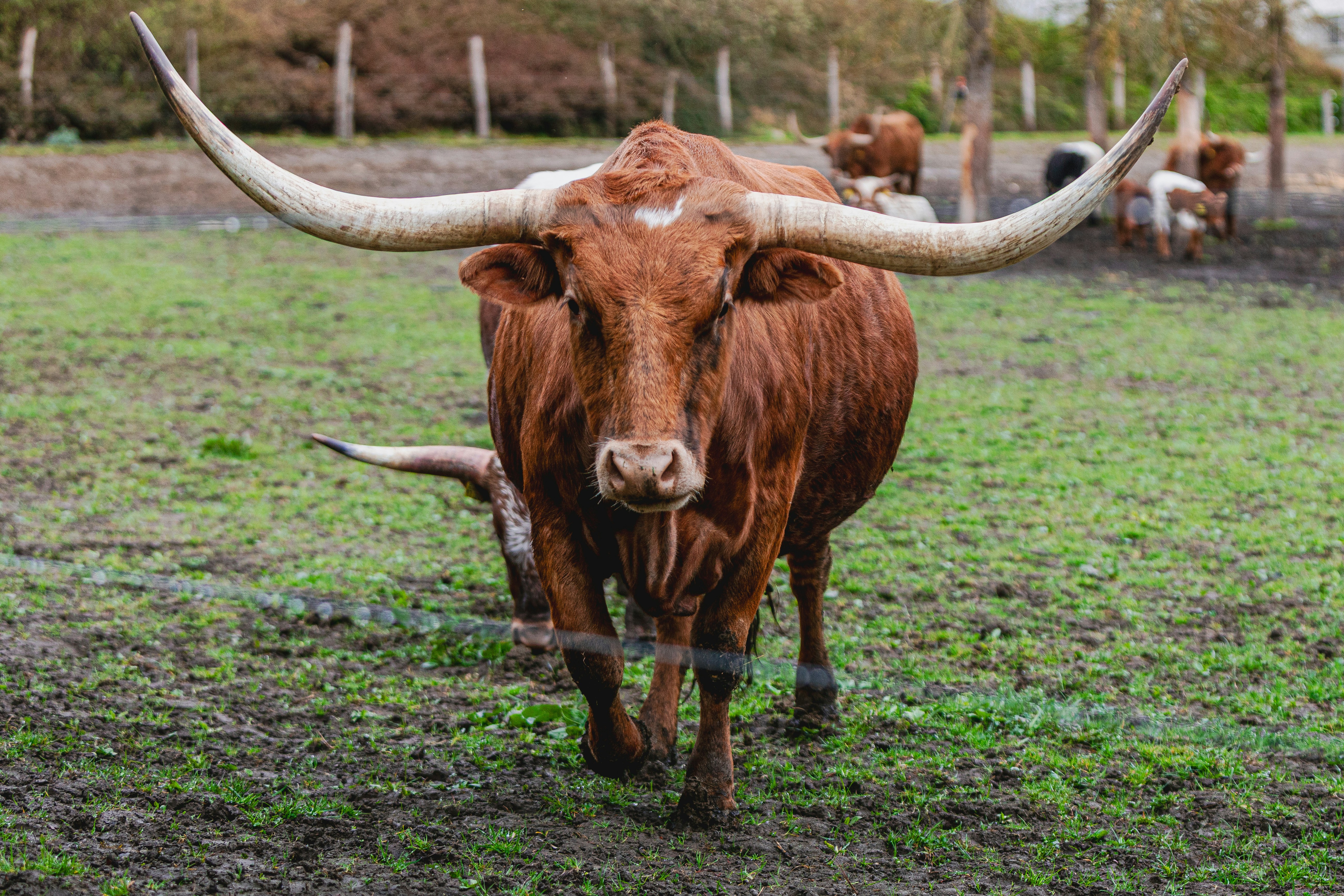 Front-and-Centers: A Horned Bull Stares Down the Field